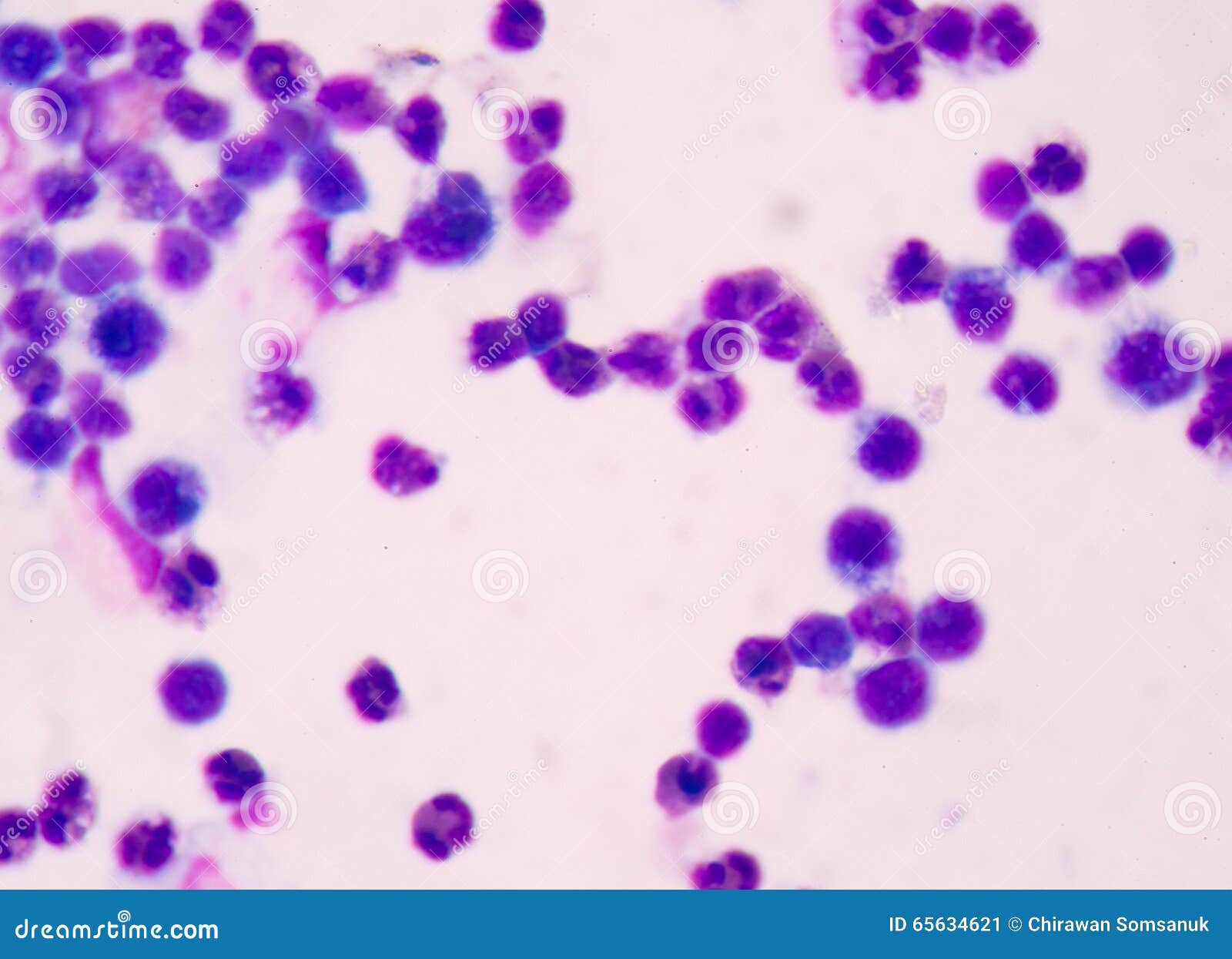 White blood cells. stock image. Image of background, closeup - 65634621