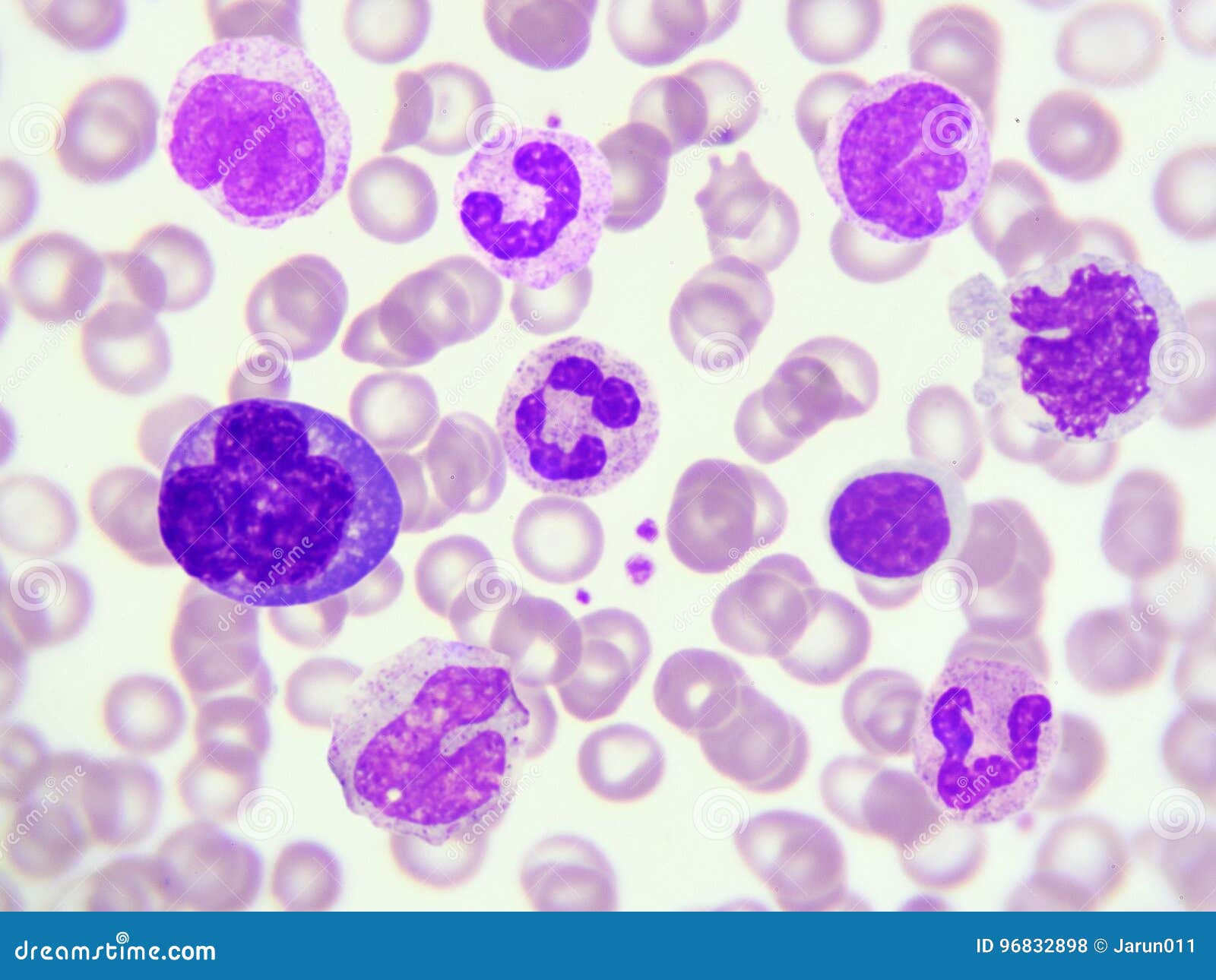 White blood cells stock photo. Image of cell, analyzing - 96832898