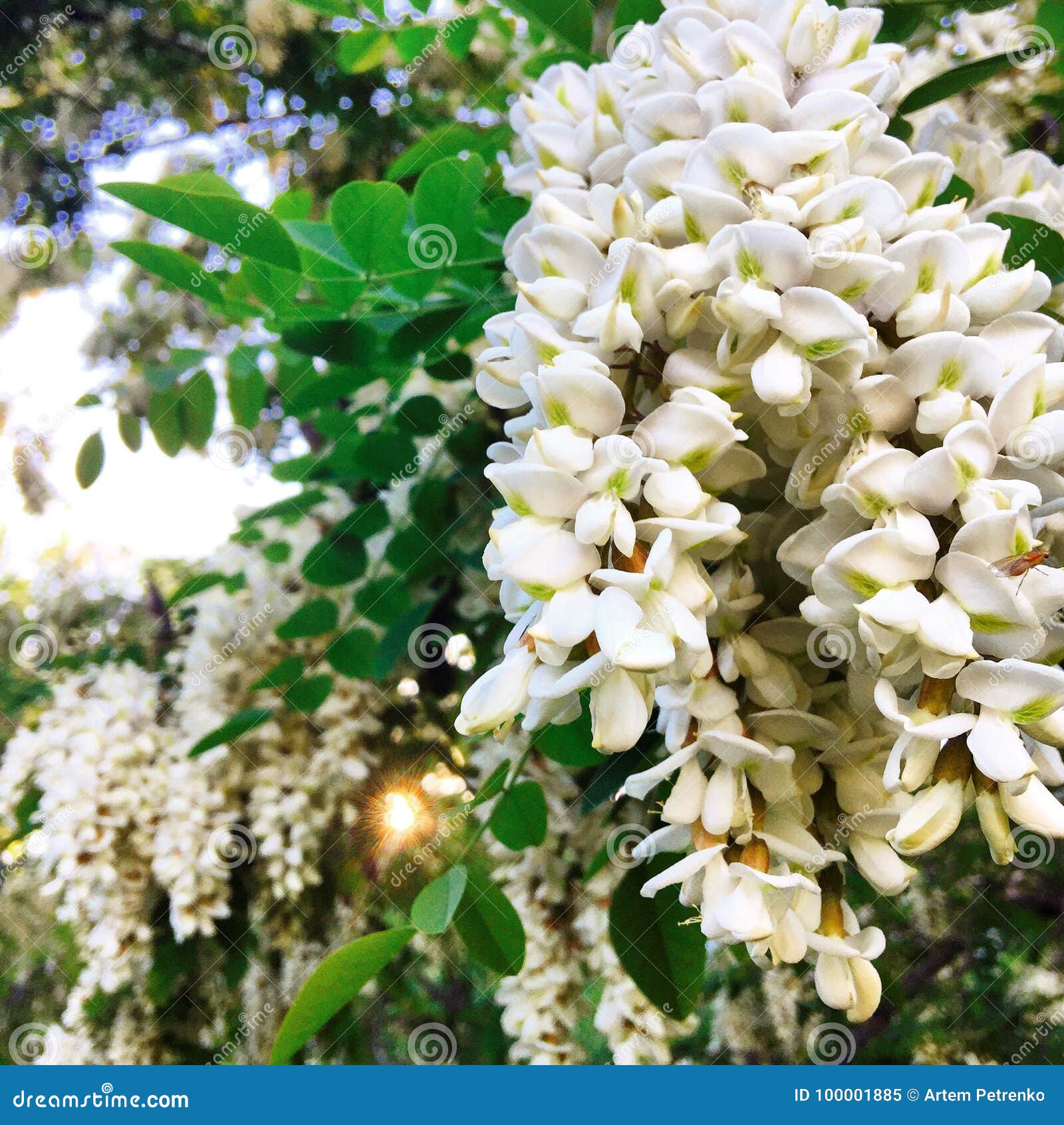 Flowering Acacia Tree Royalty-Free Stock Photography | CartoonDealer ...