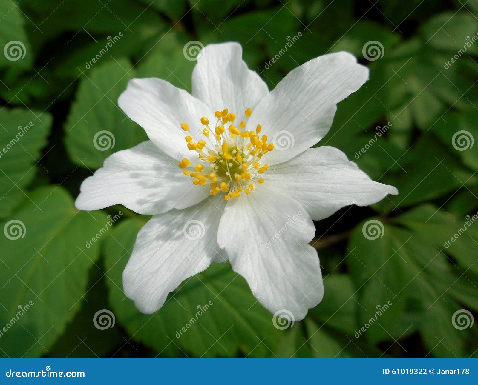 White bloom stock photo. Image of plant, green, meadow - 61019322