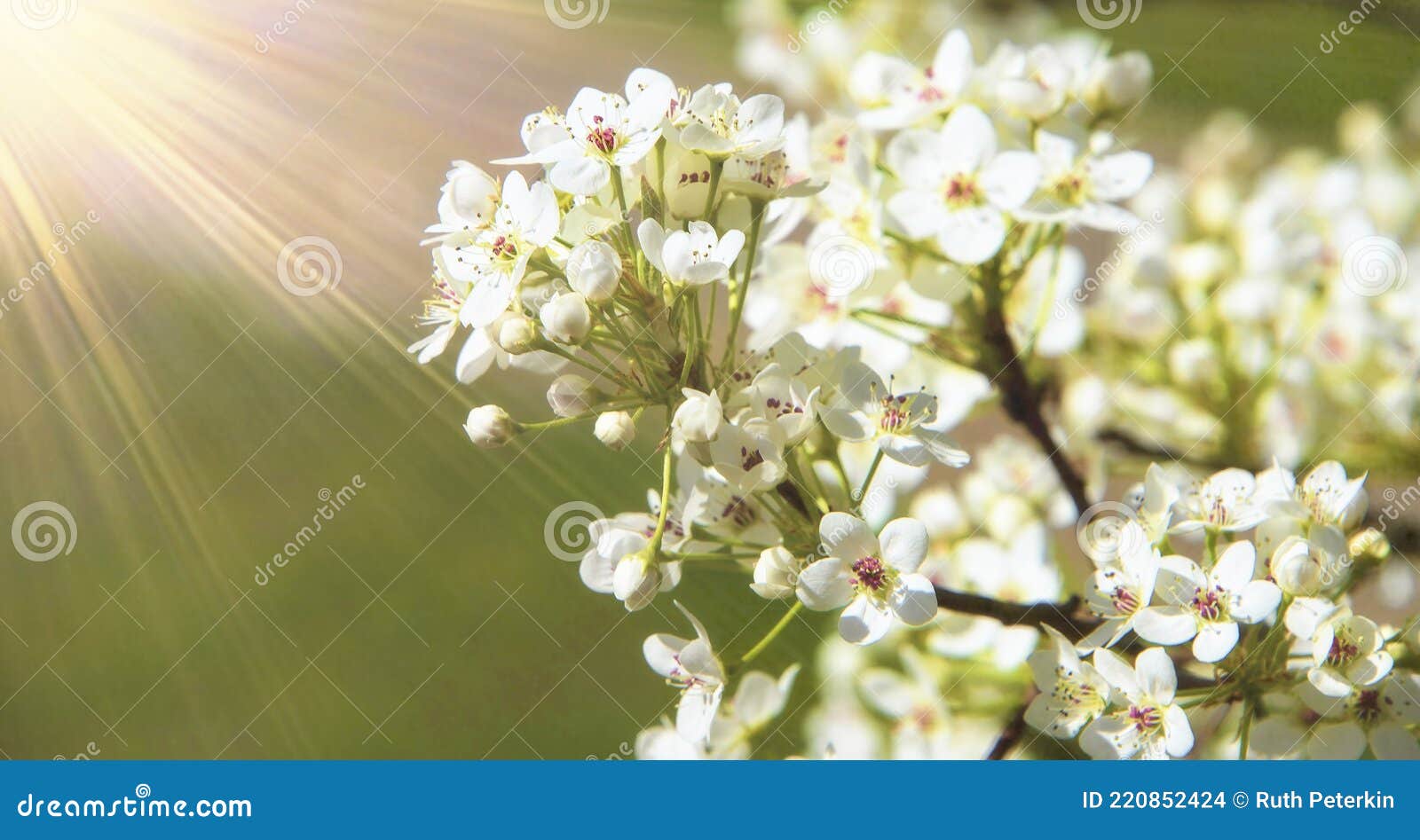 White Blooming Callery Pear Tree Branch Stock Photo - Image of season ...