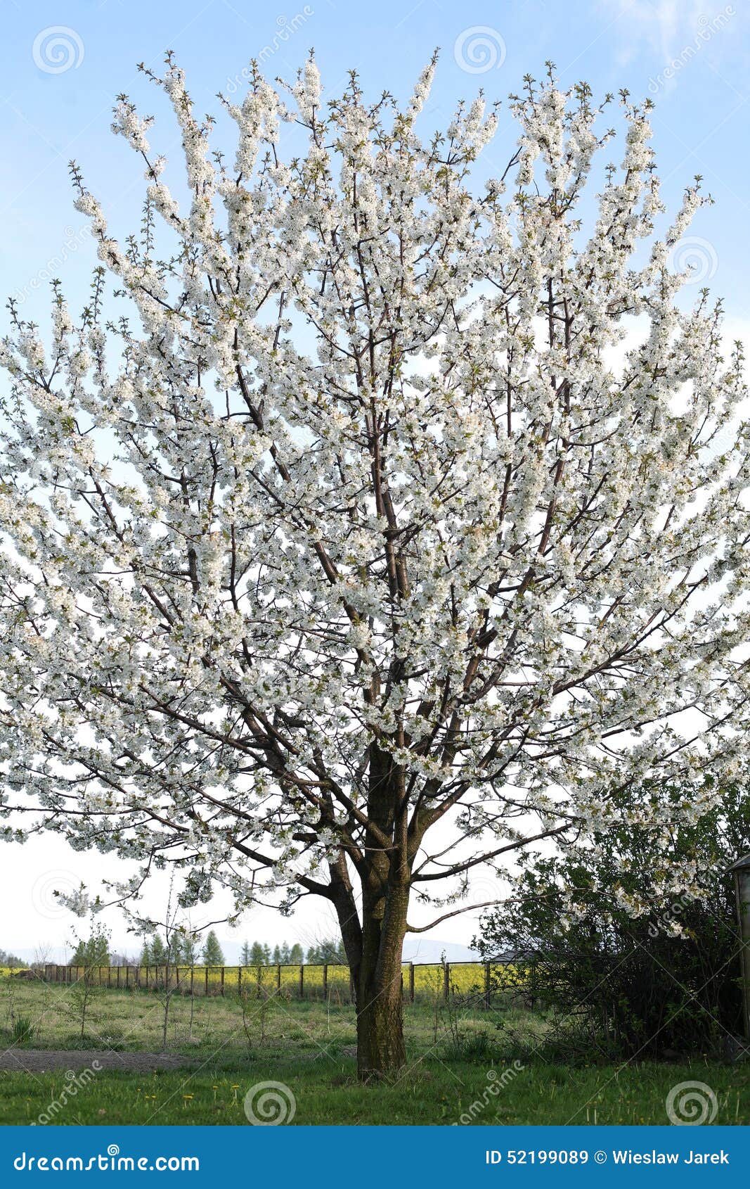 White blooming cherry tree stock image. Image of blue - 52199089