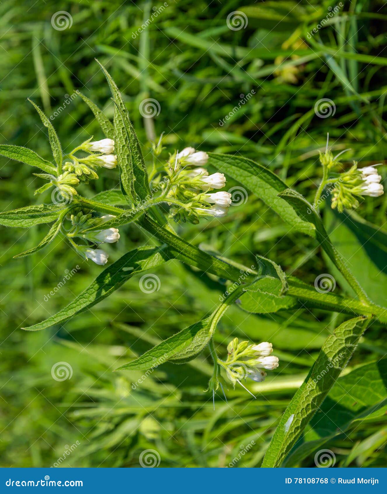 White Blooming Common Comfrey Plant Form Close Stock Photo - Image of ...