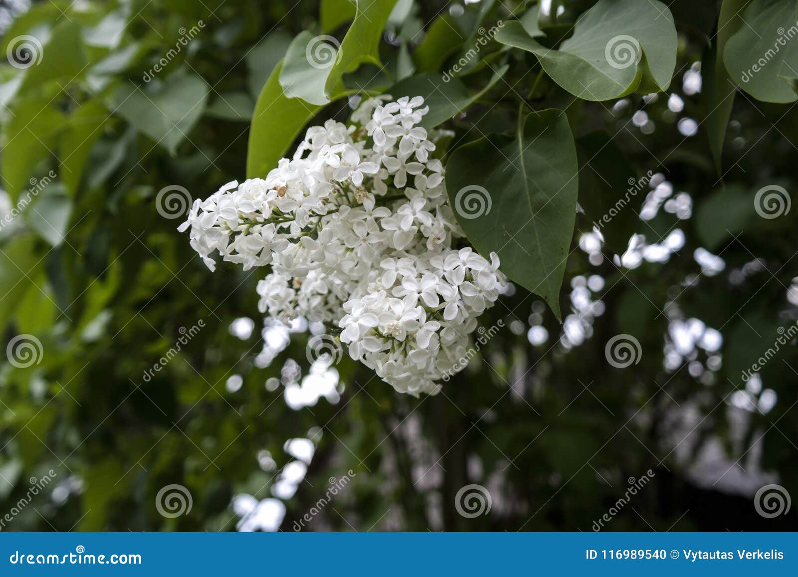 White Blooming Syringa Vulgaris in Spring Stock Photo - Image of czech ...