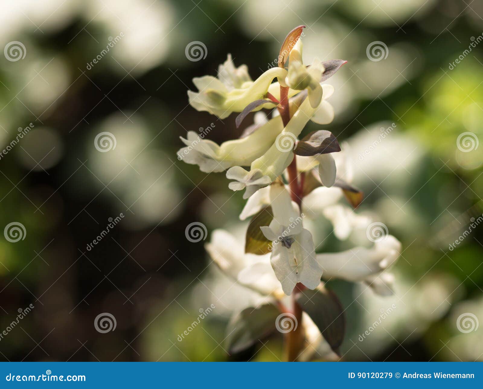 White Blooming Corydalis in Spring Stock Image - Image of bokeh, plants ...