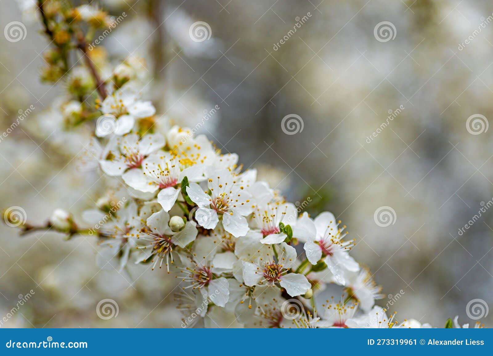 White Blooming Hawthorn Flowers in Early Spring Stock Image - Image of ...