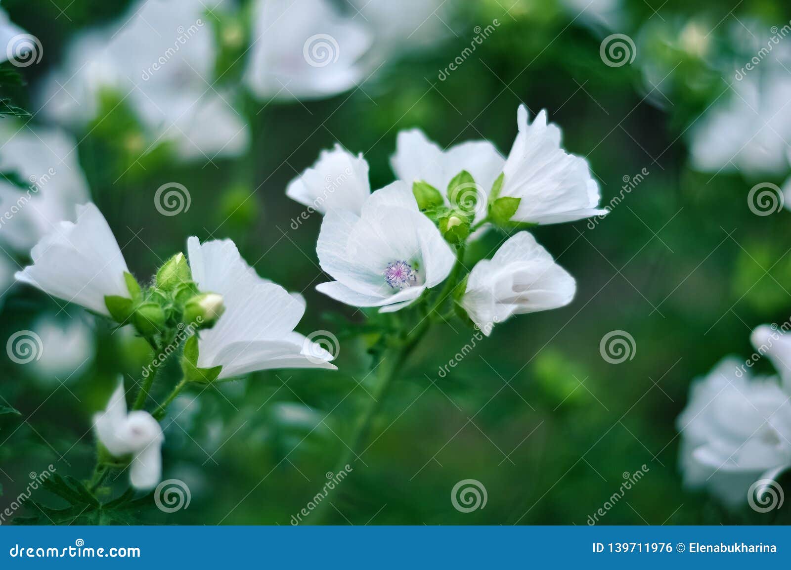 White Blooming Musk Mallow Flowers in the Garden Stock Photo - Image of ...
