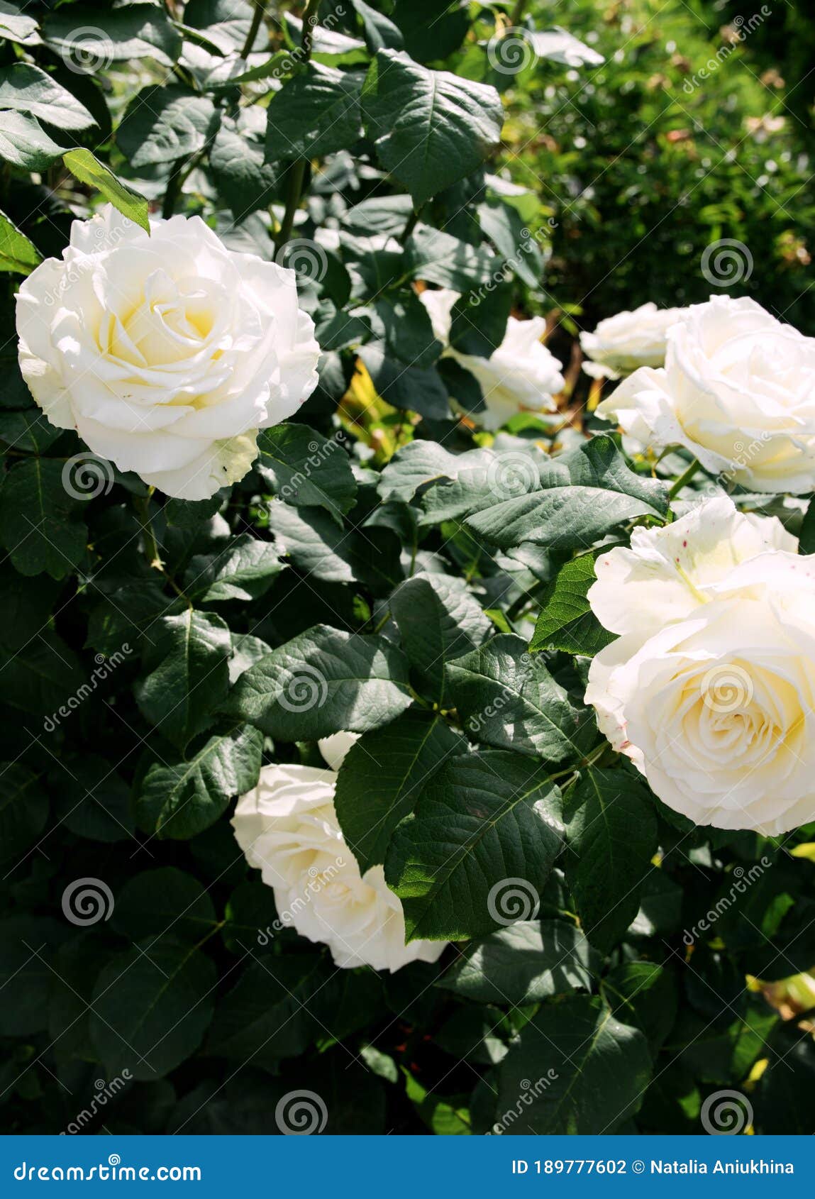 White Blooming Rose on a Bush in the Garden Under the Sun Stock Photo ...