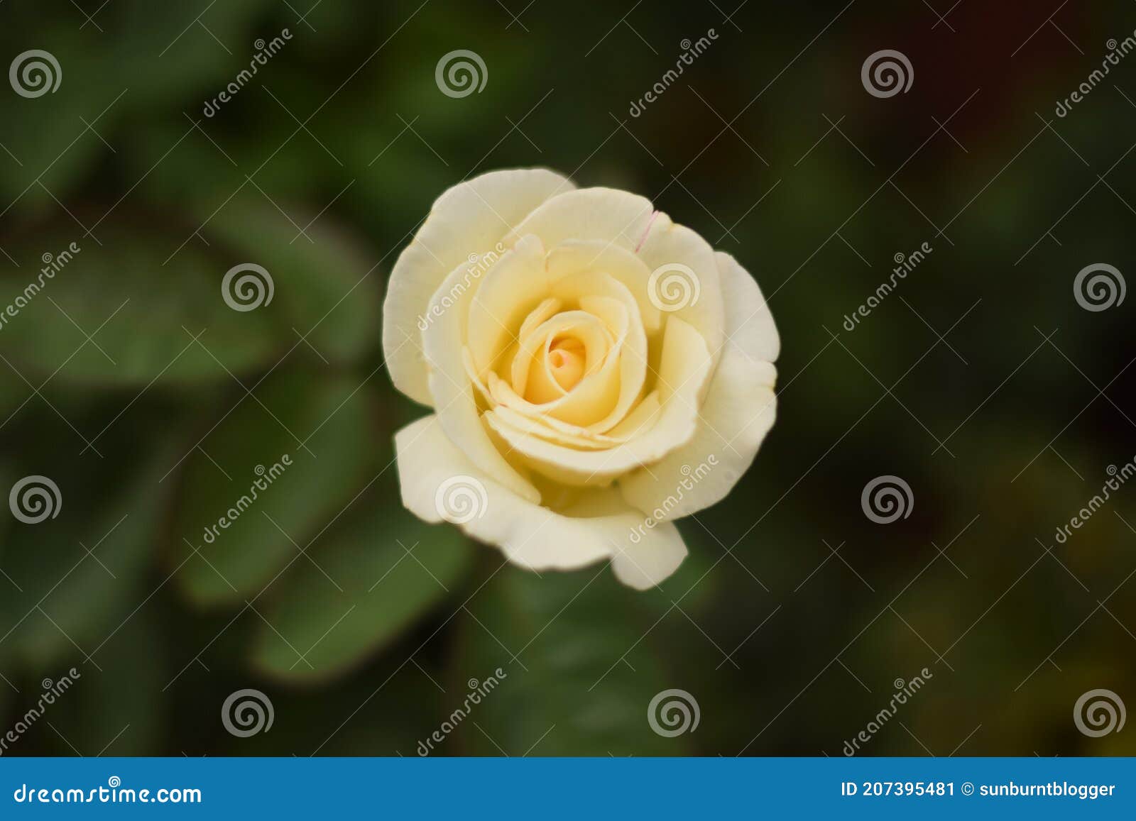 White Blooming Rose Flower on the Stem Stock Image - Image of green ...