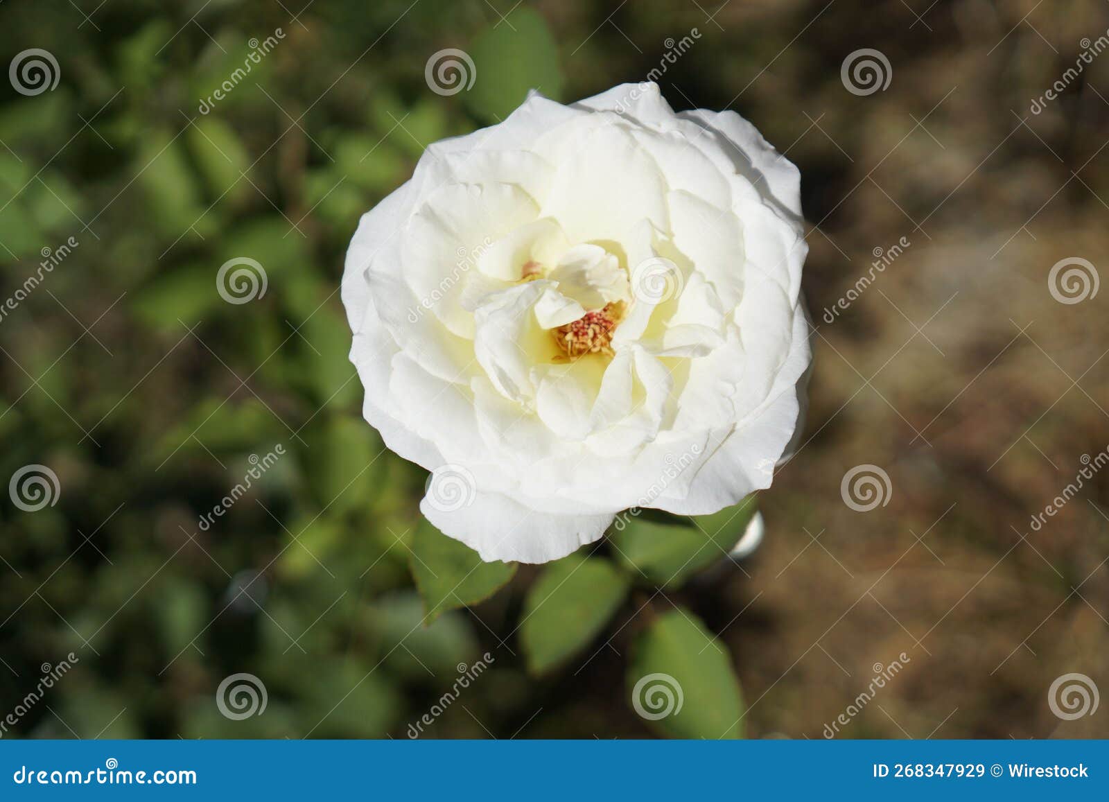 White, Blooming Rose in the Garden Stock Image - Image of summer ...