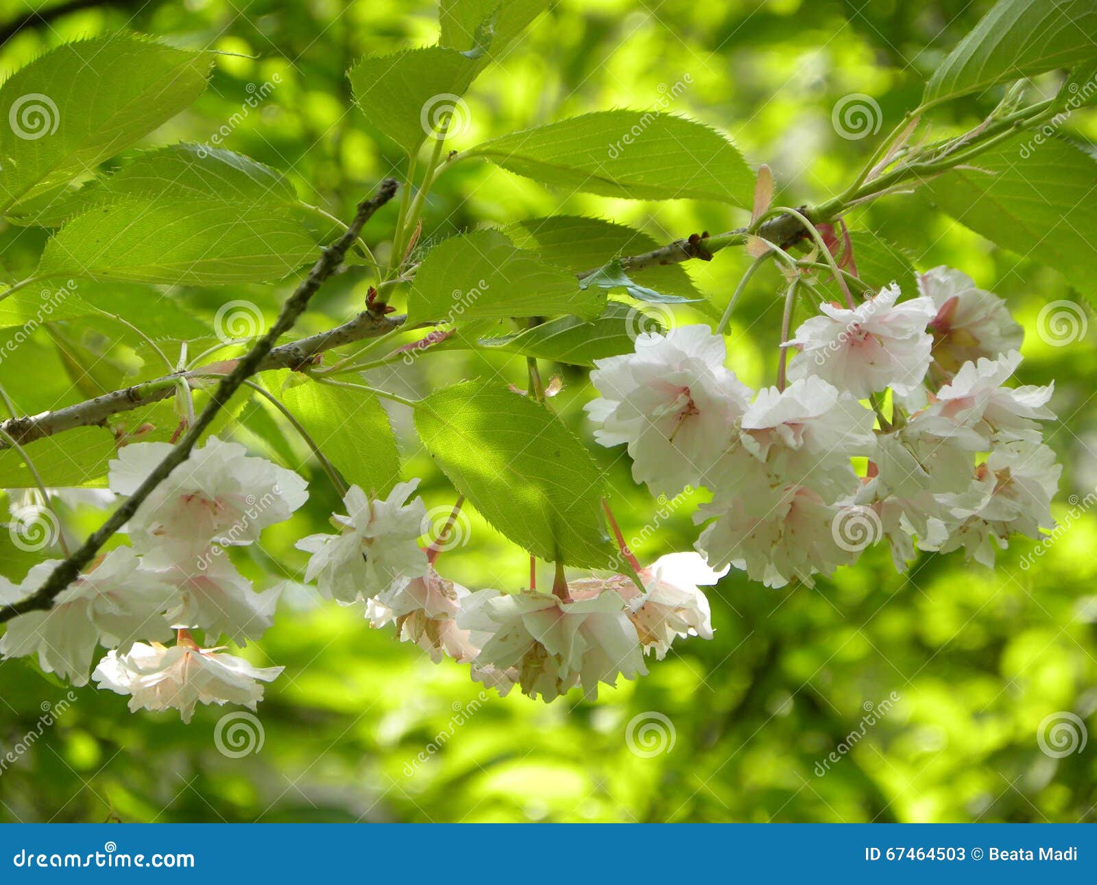White Blooming Spring Flowers Stock Image - Image of blue, cosmos: 67464503