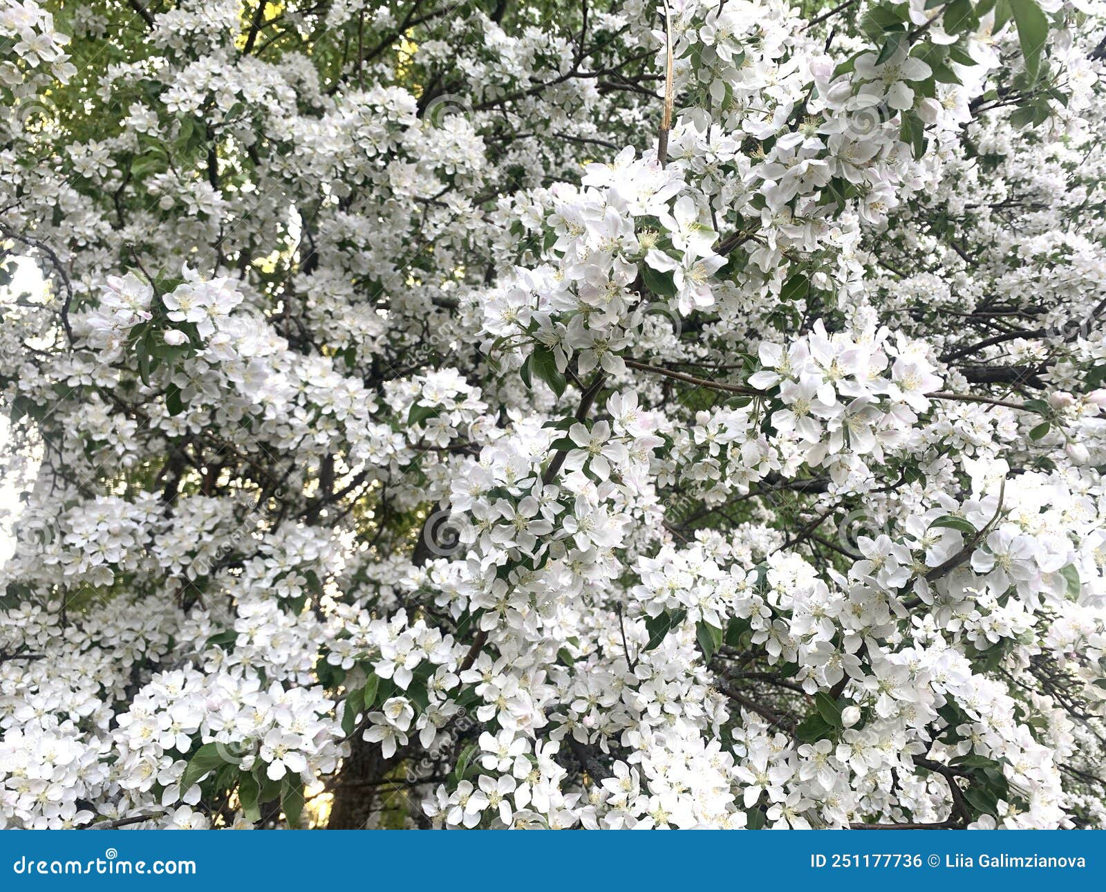 White blooming tree stock photo. Image of floral, fresh - 251177736