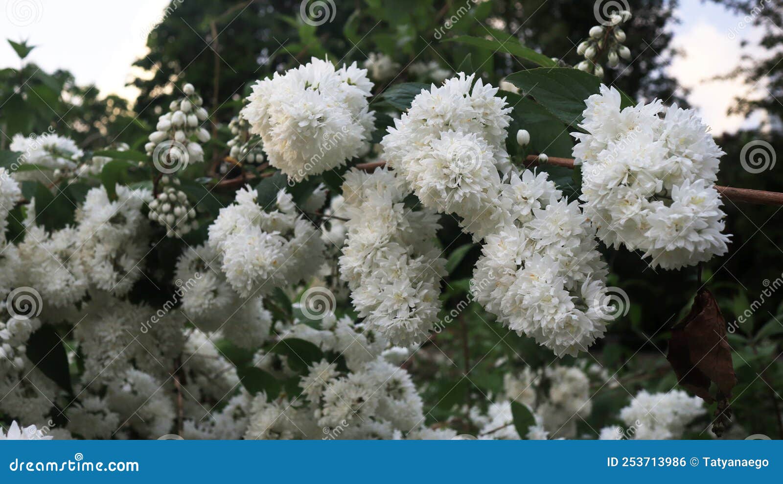 White blooming tree stock photo. Image of white, garden - 253713986