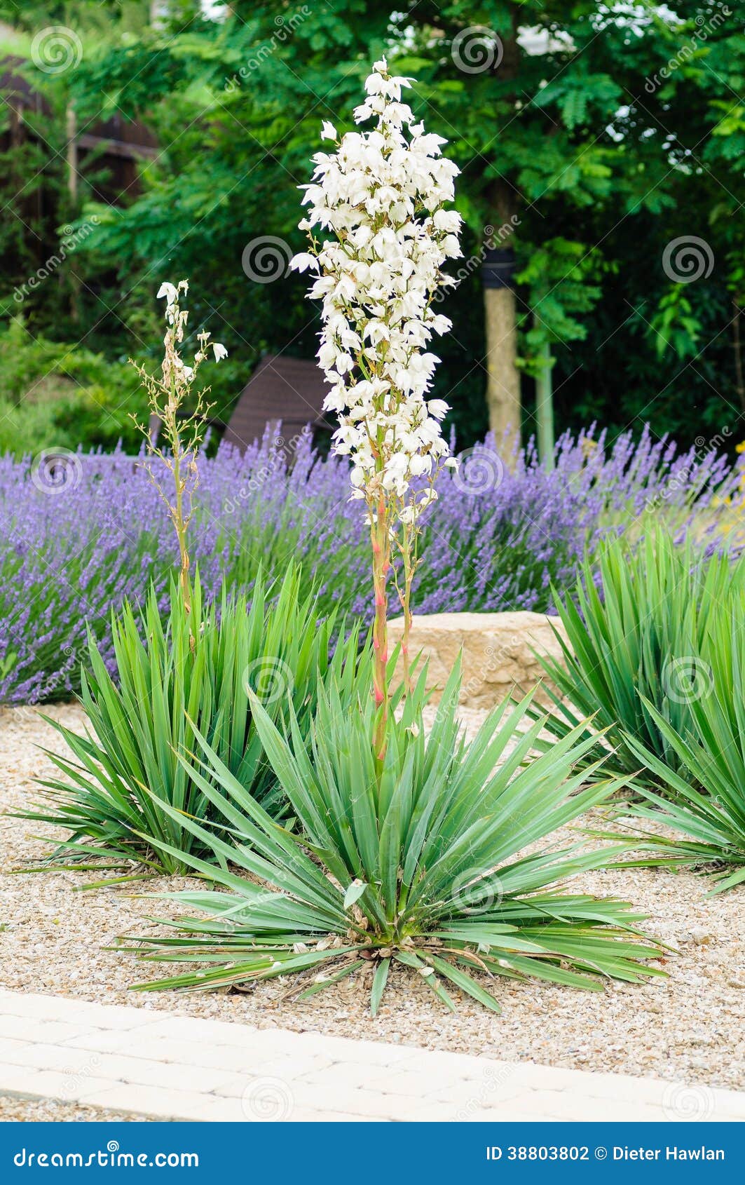 White blooming yucca stock photo. Image of formal, bush - 38803802