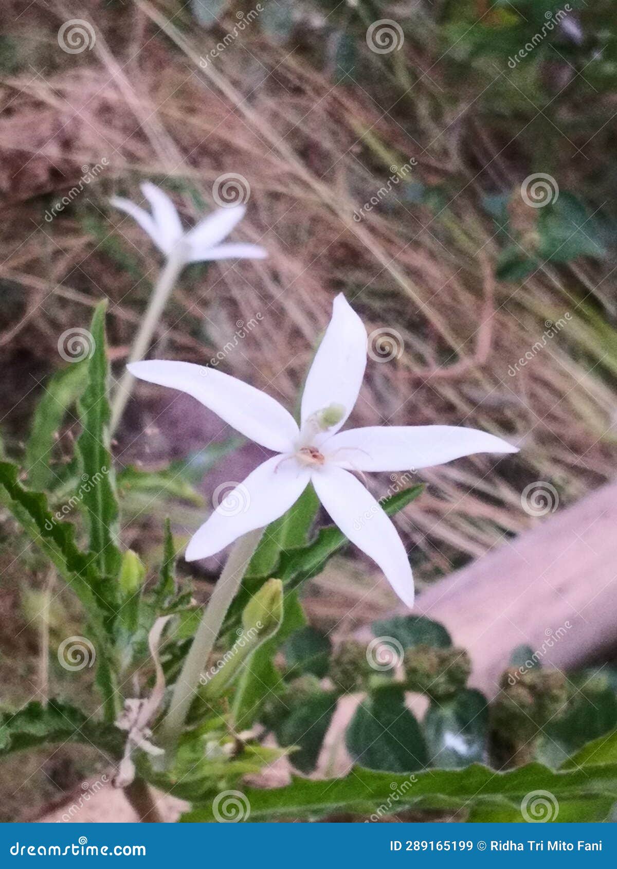White Blooms in the Center of the Bush Stock Image - Image of white ...