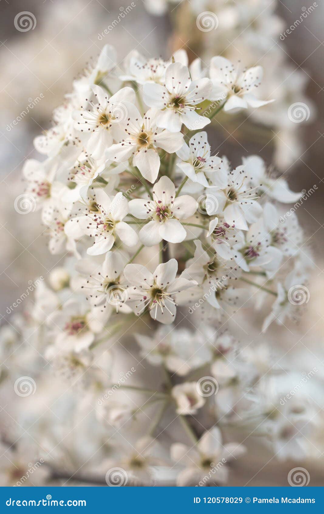 Pear Tree Bloom stock image. Image of branch, soft, plant - 120578029