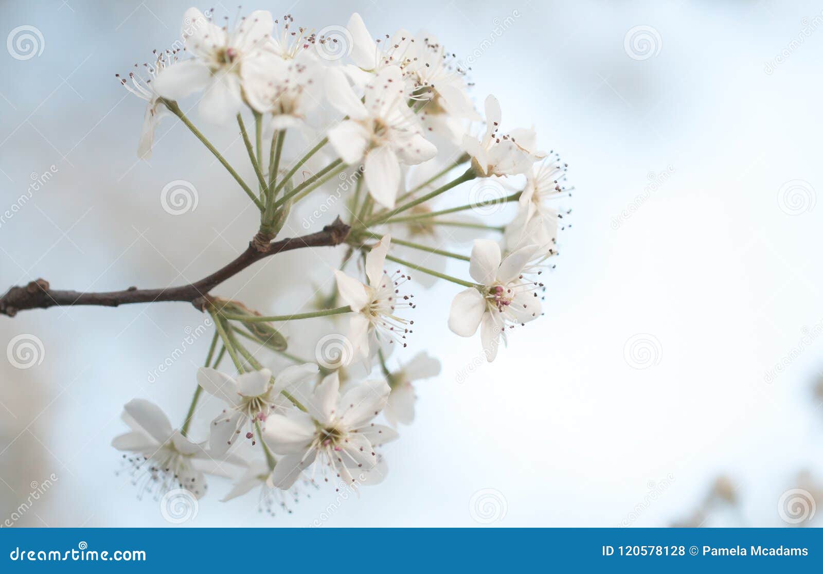 Pear Tree Bloom stock photo. Image of flower, white - 120578128