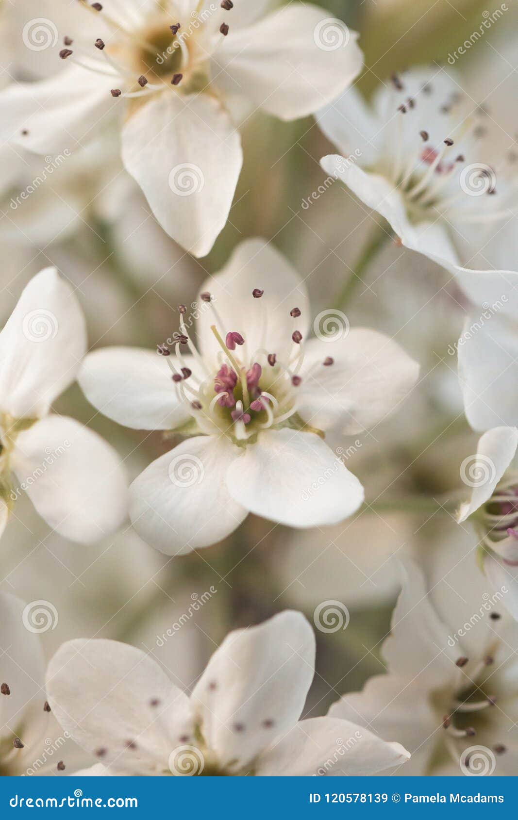 Pear Tree Bloom stock image. Image of alive, peach, unclose - 120578139