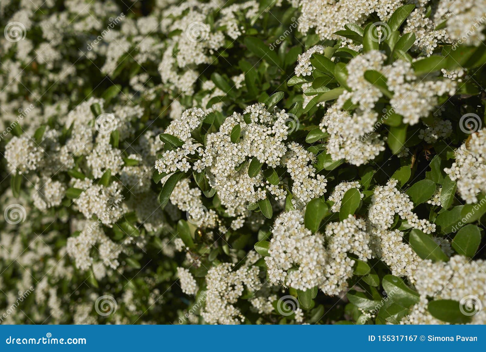 Pyracantha shrub in bloom stock image. Image of garden - 155317167