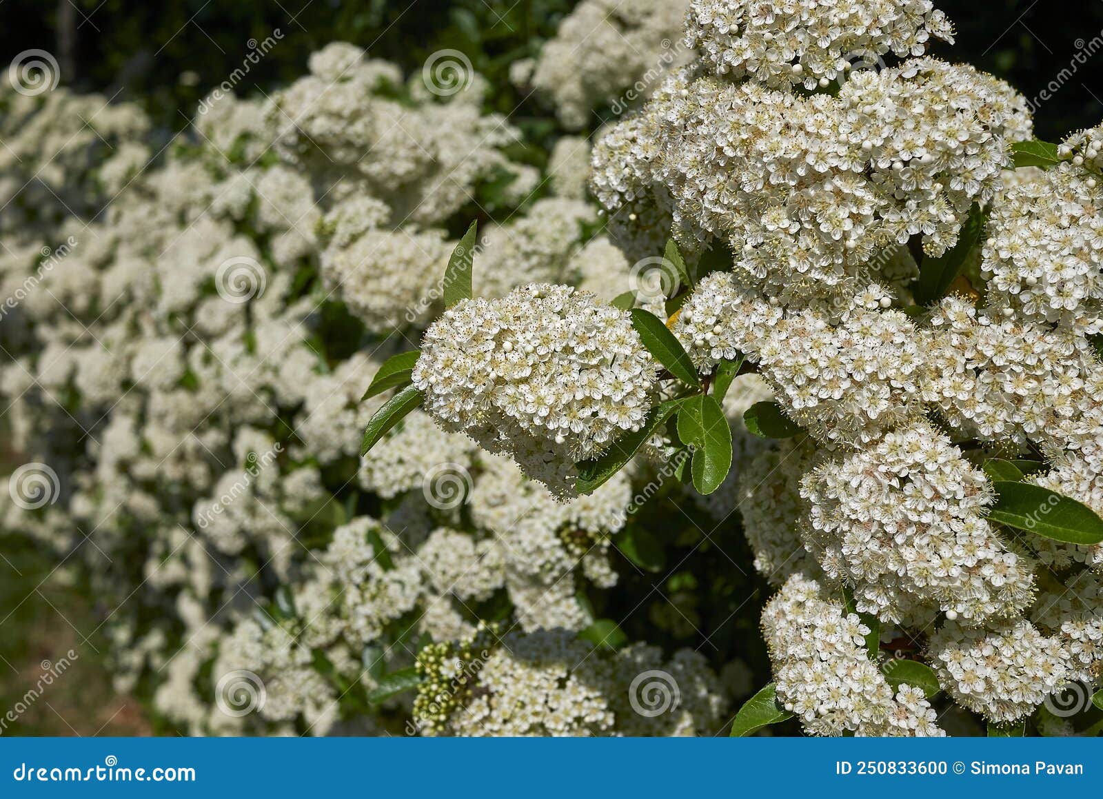 Pyracantha shrub in bloom stock photo. Image of beauty - 250833600