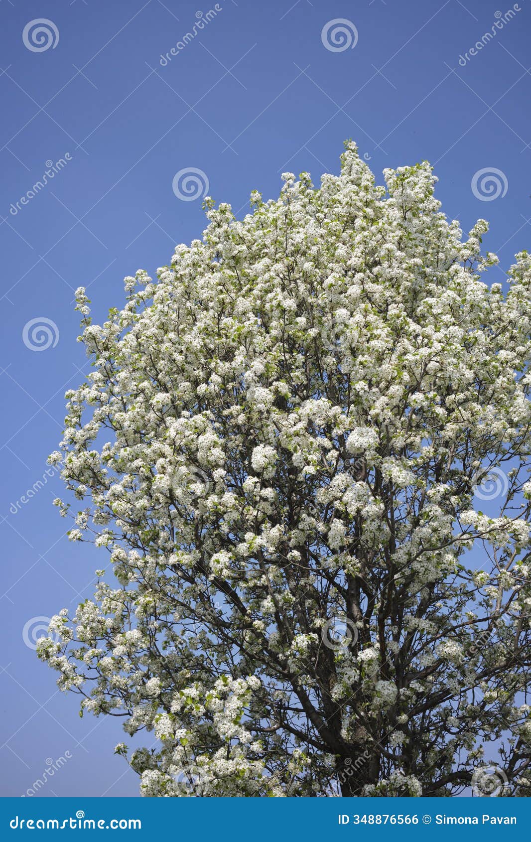 Pyrus Calleryana Tree in Bloom Stock Photo - Image of branch, pear ...