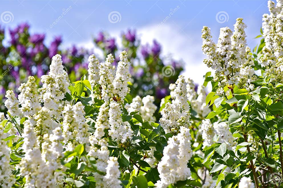 White Blossom Syringa stock image. Image of lilac, sunshine - 25957511