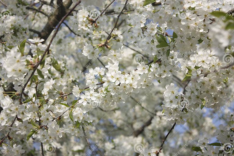 White blossom on tree stock photo. Image of flowers, outdoors - 14027736