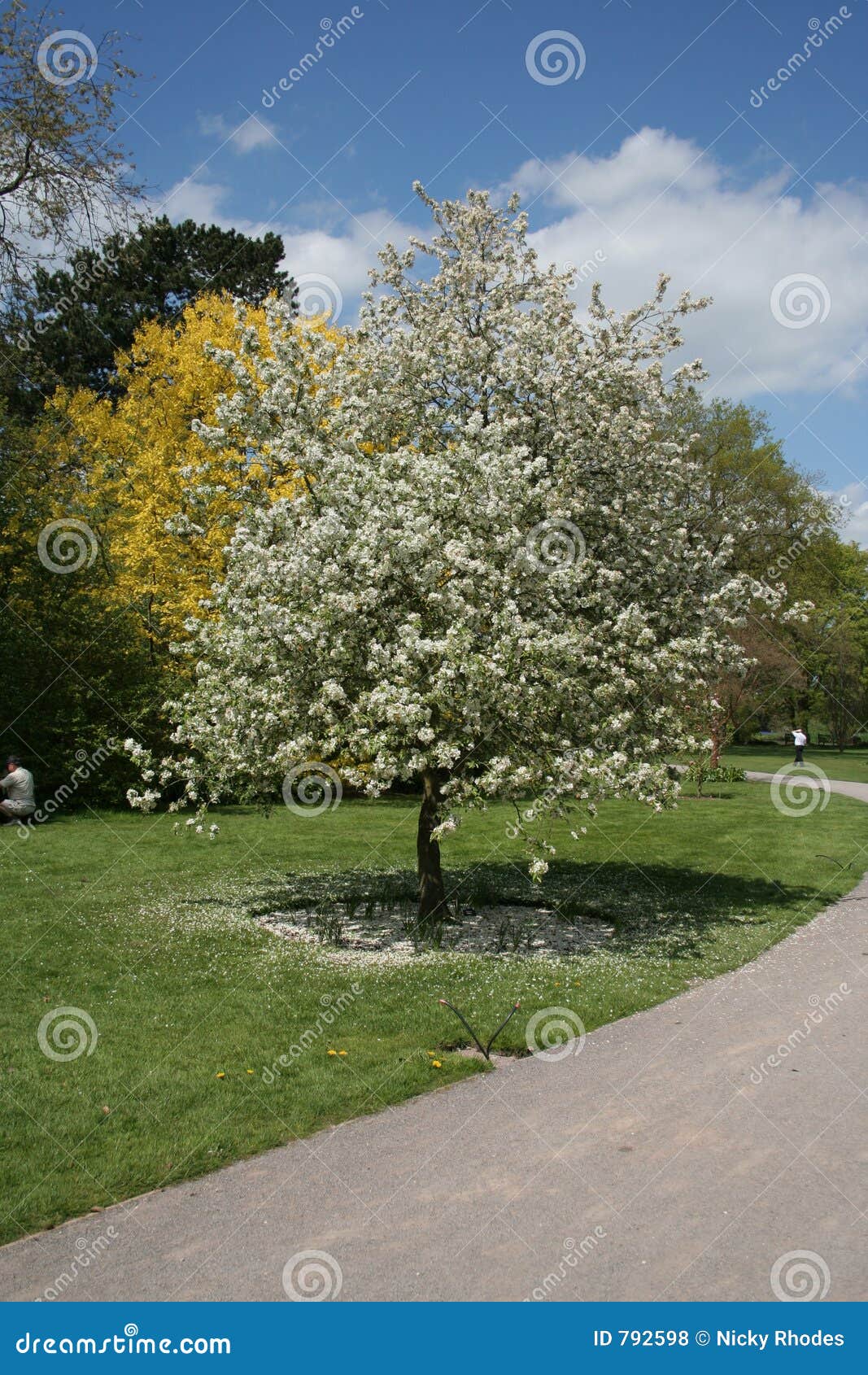 White blossom tree stock photo. Image of arboretum, wildlife - 792598