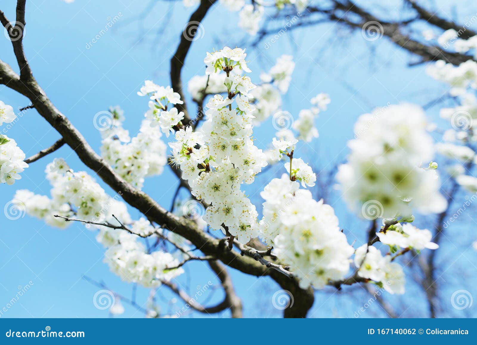 White Blossom Tree, Branches Stock Photo - Image of spring, tree: 167140062
