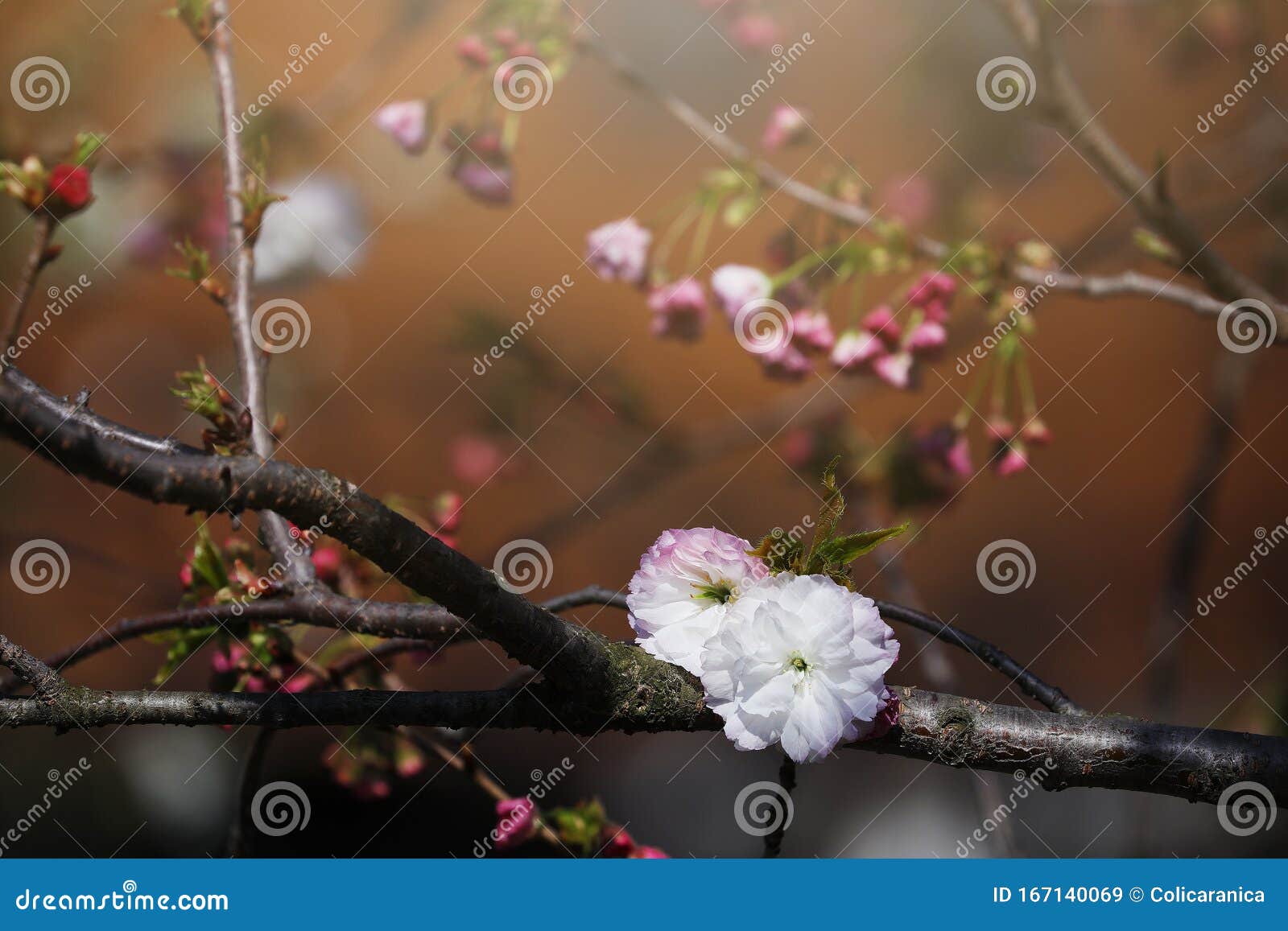 White Blossom Tree, Branches Stock Image - Image of flowers, spring ...