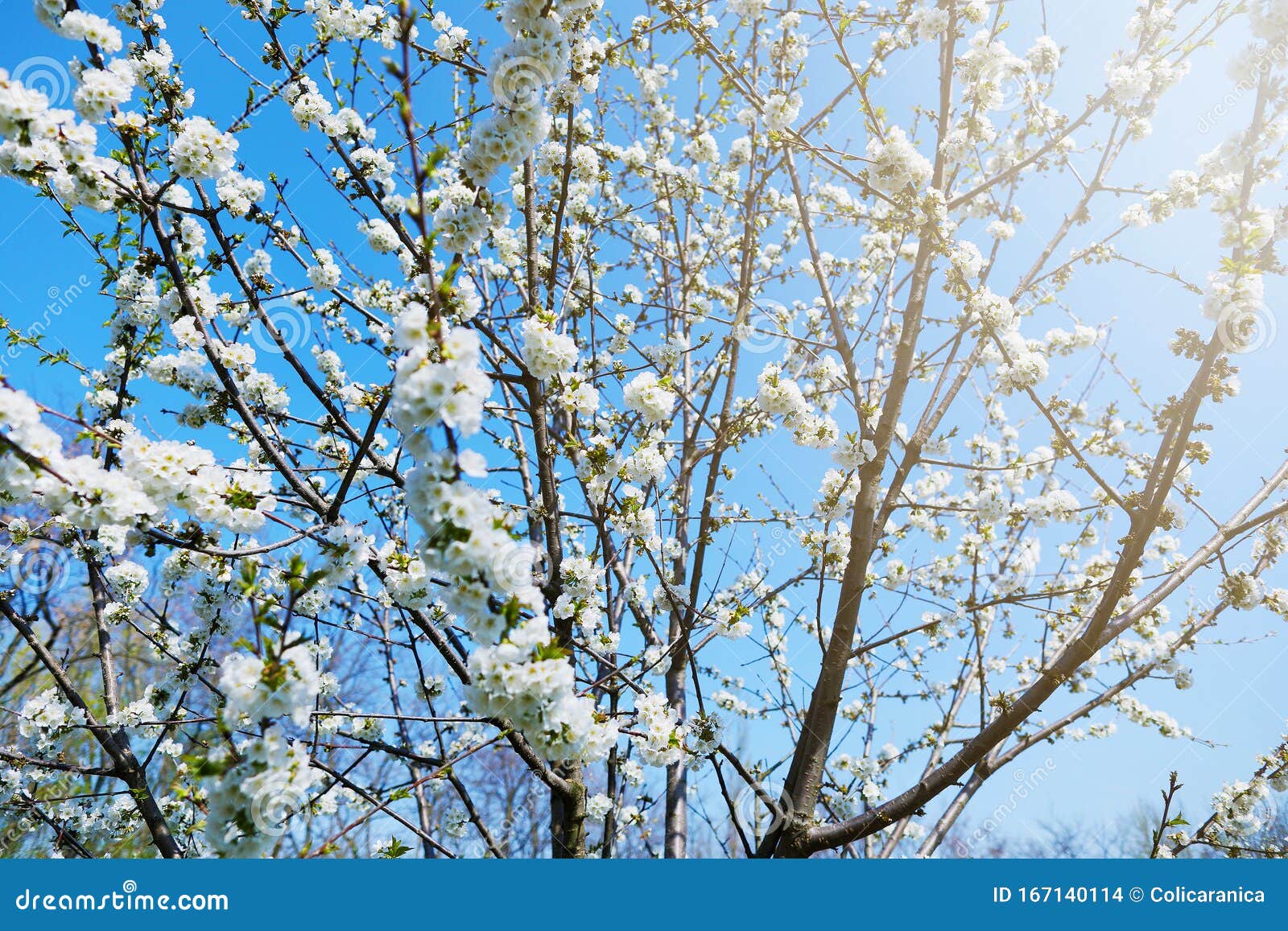 White Blossom Tree, Branches Stock Photo - Image of flowers, branches ...
