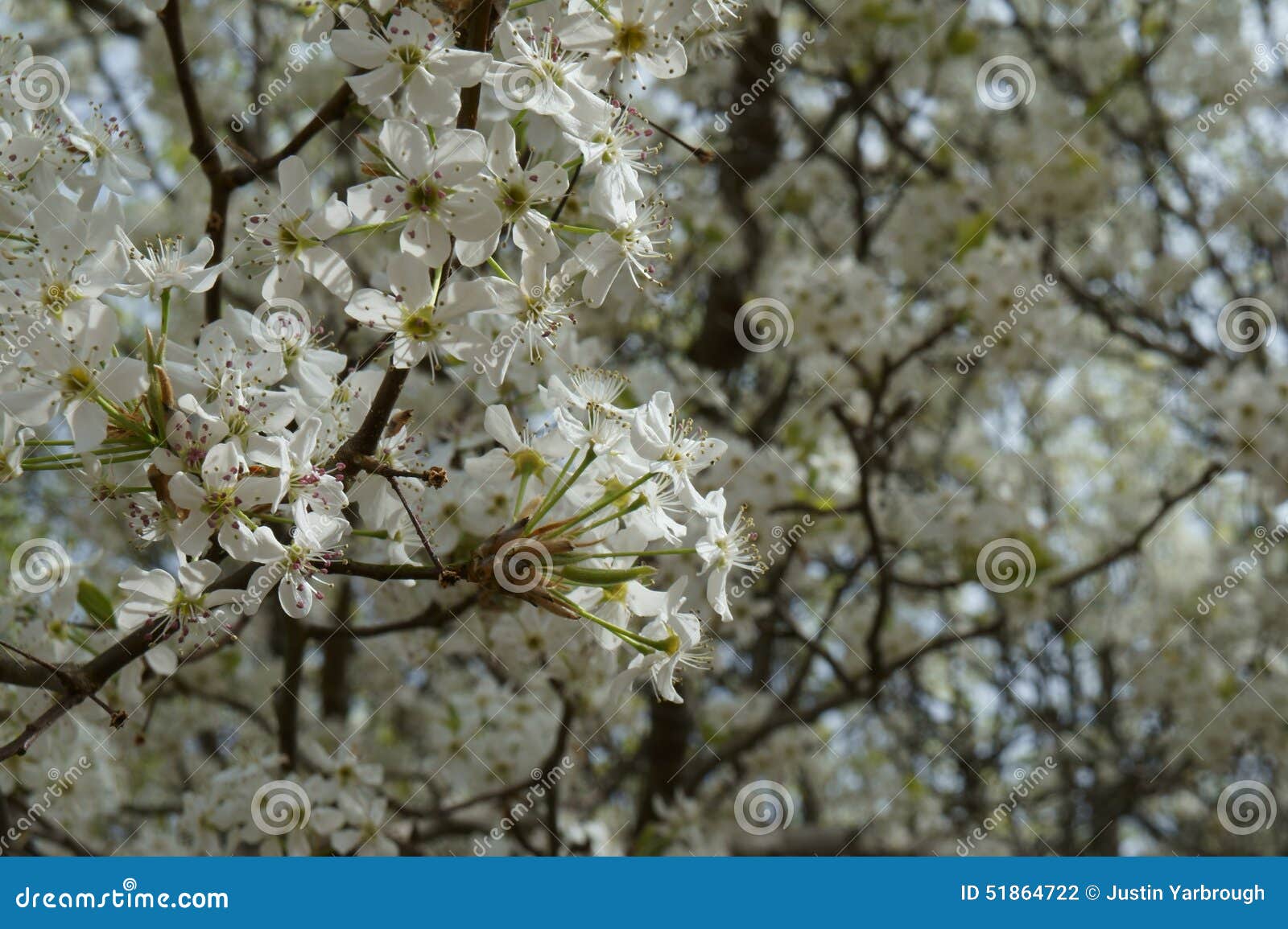 White Blossom Tree stock photo. Image of macro, white - 51864722