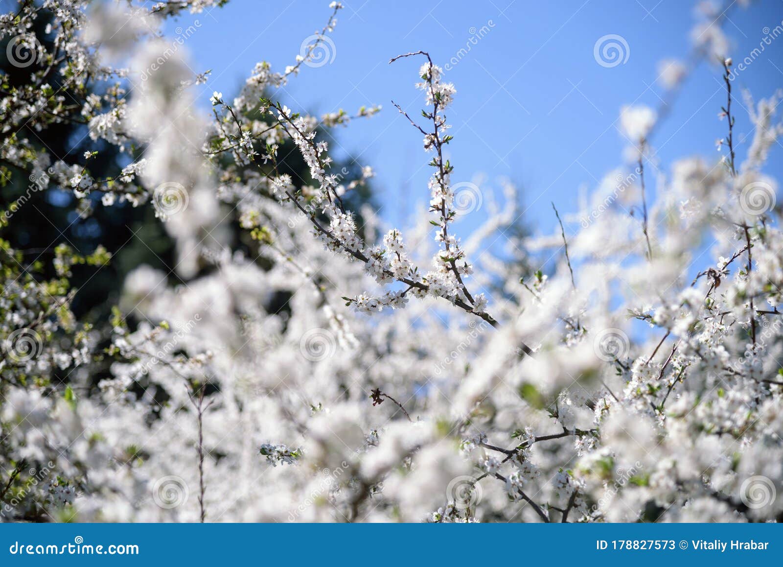White Blossoming Cherry Tree Stock Image - Image of spring, bloom ...