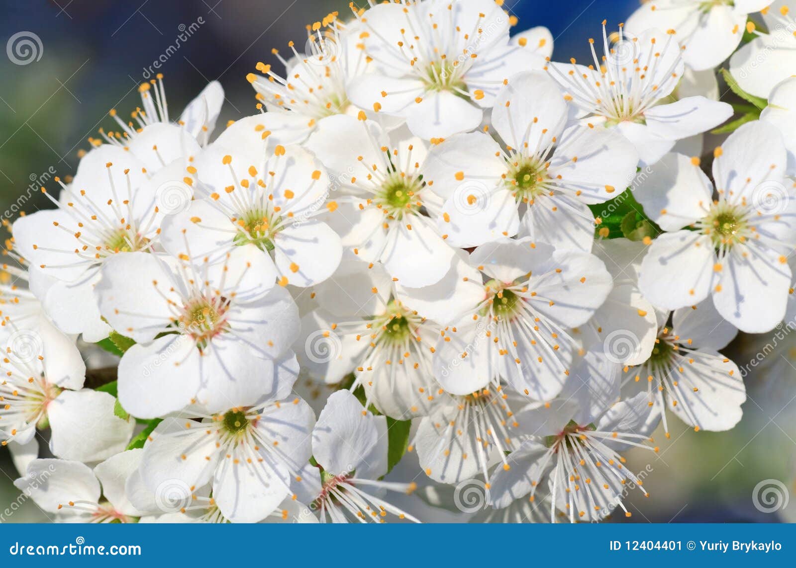 White Blossoming Cherry Tree Twig Stock Image - Image of bright ...