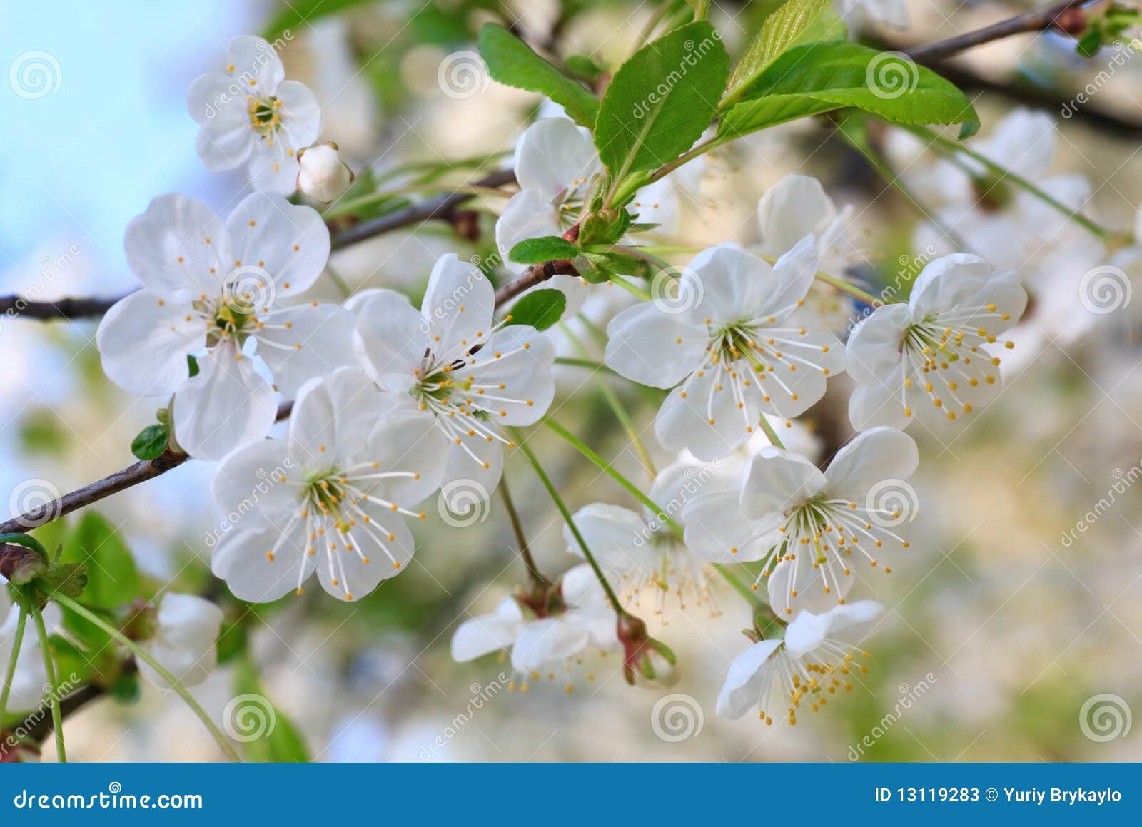 White Blossoming Cherry Tree Twig Stock Image - Image of petal, tree ...