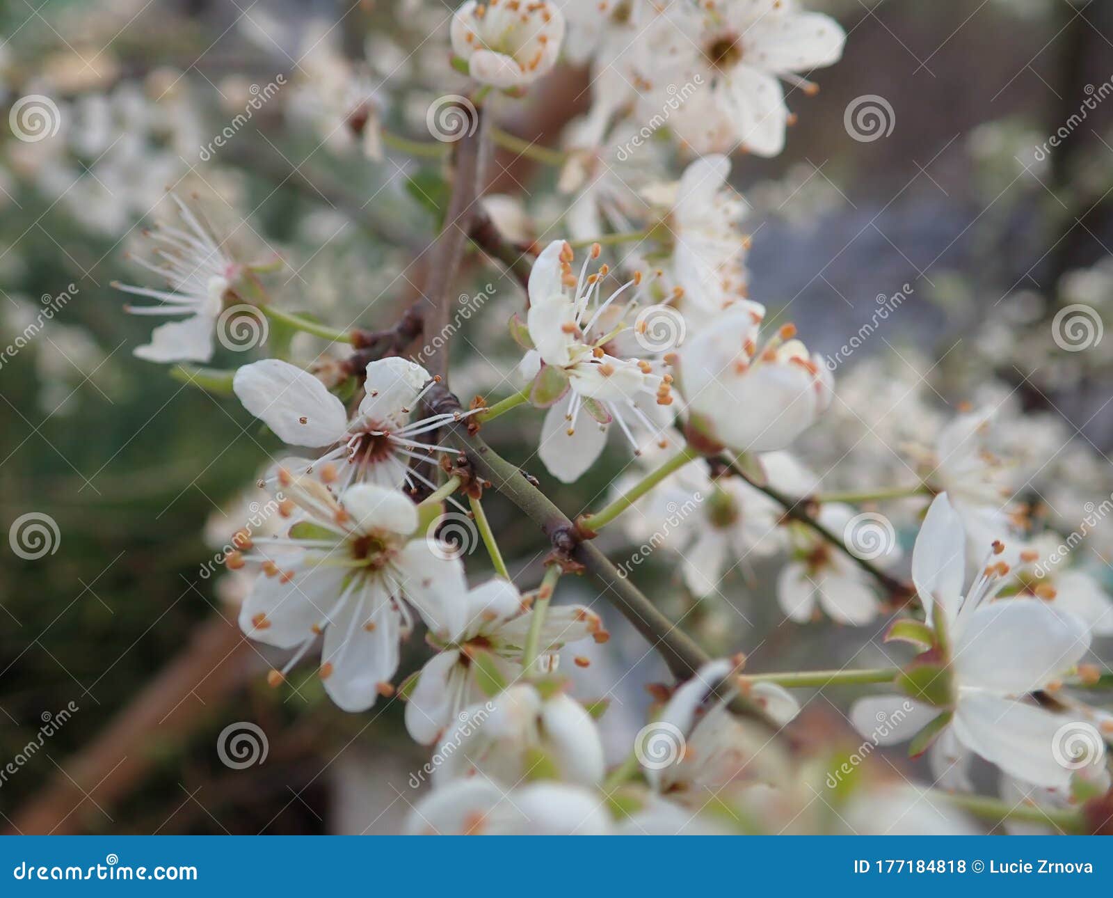 White Blossoming Tree Branch in the Spring Stock Photo - Image of close ...