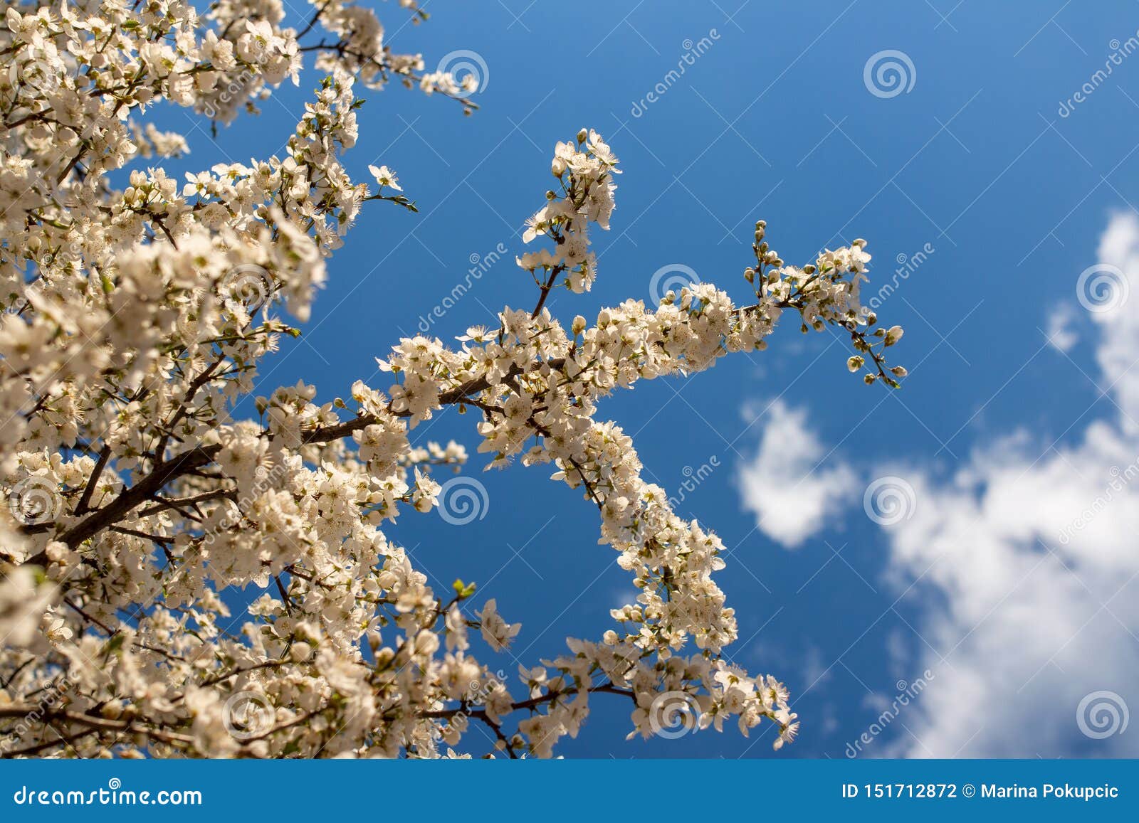 White Blossoming Tree Branches with Blue Sky and White Clouds Stock ...