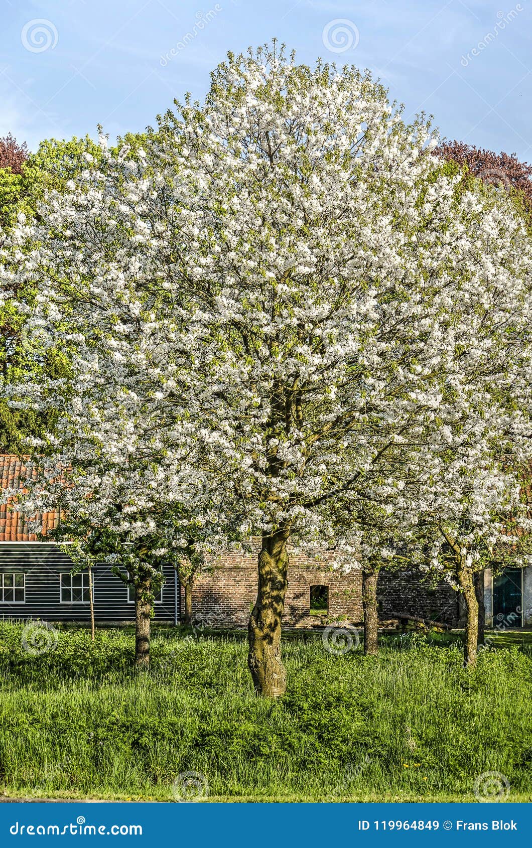 White blossoming tree stock image. Image of gelderland - 119964849