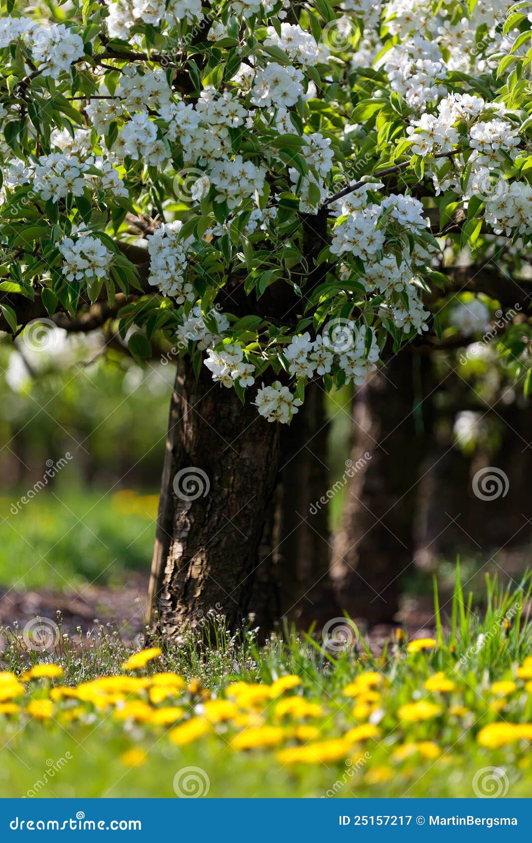 White Blossoming Trees in Spring Stock Image - Image of landscape ...