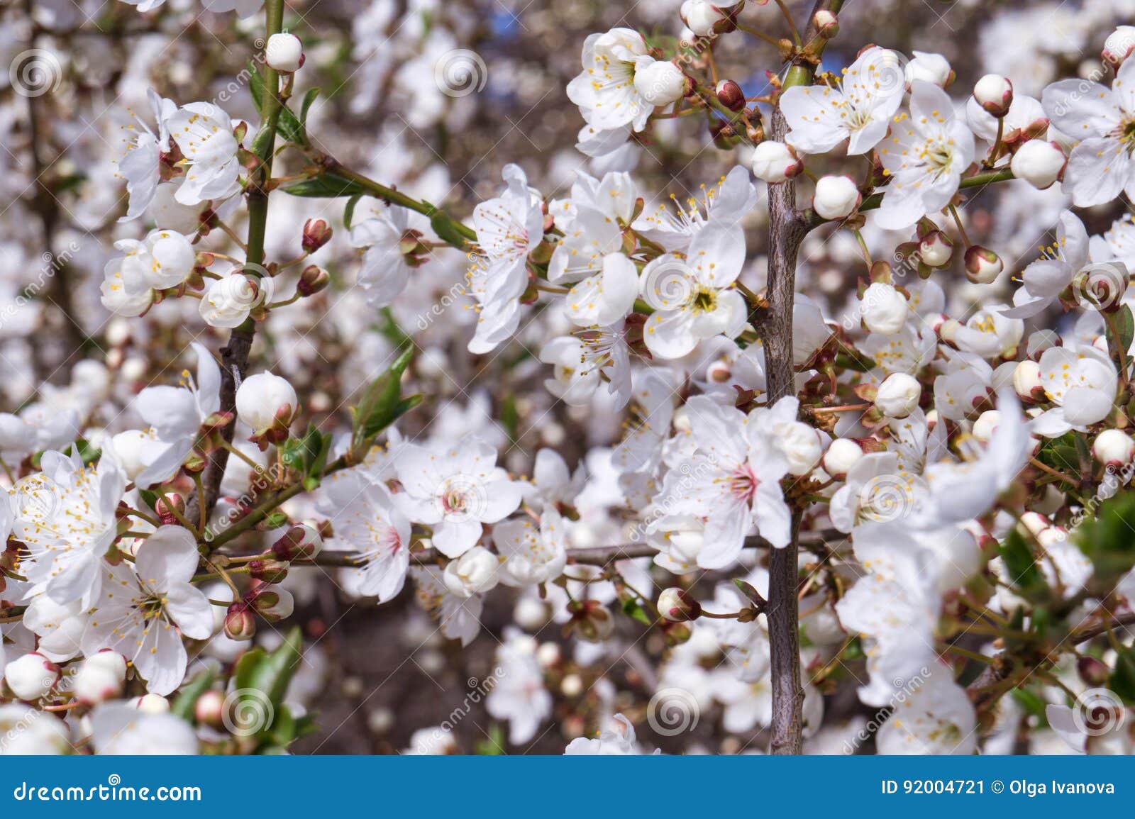 White blossoming stock image. Image of bright, beauty - 92004721
