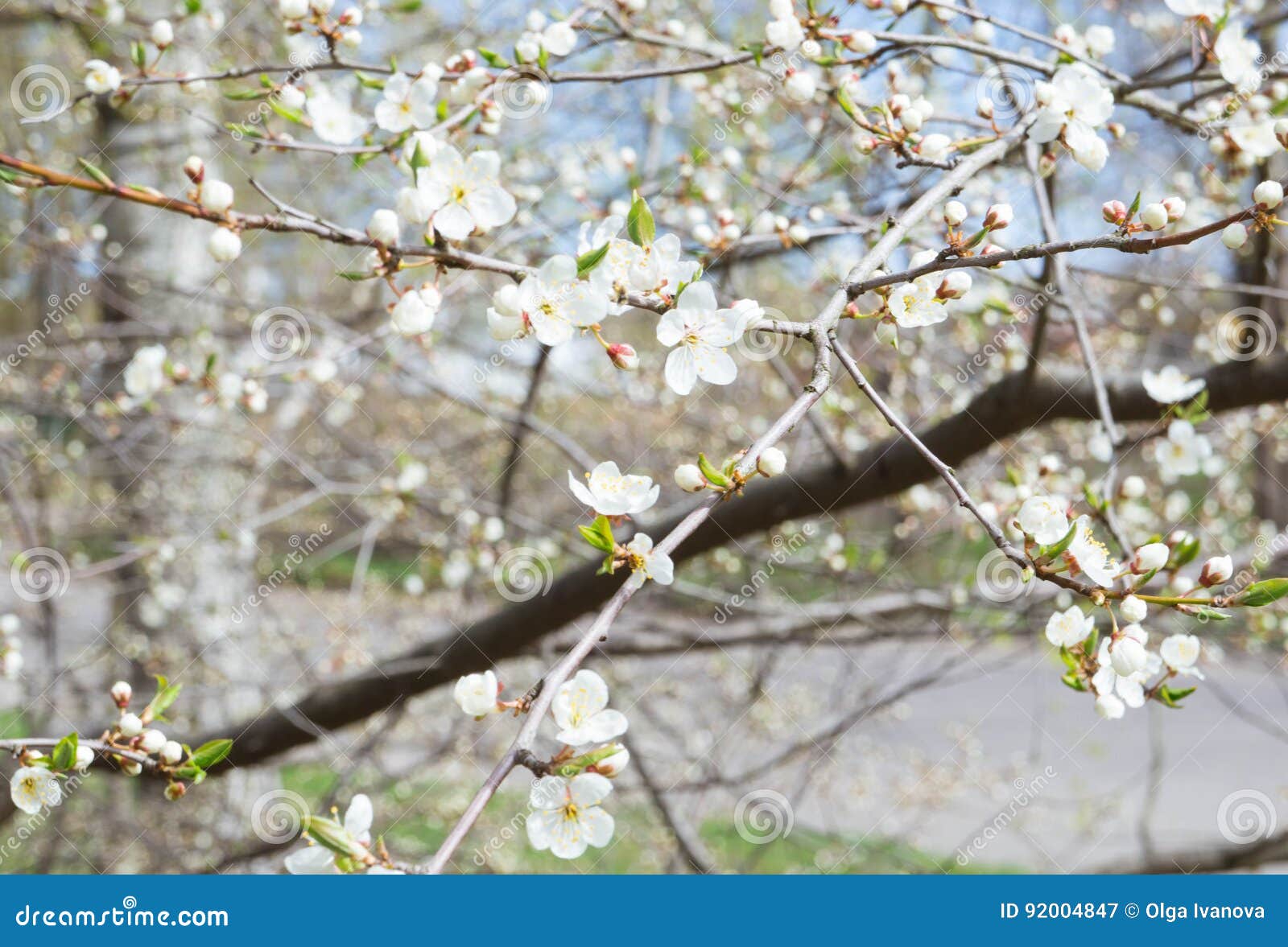 White blossoming stock image. Image of floral, natural - 92004847