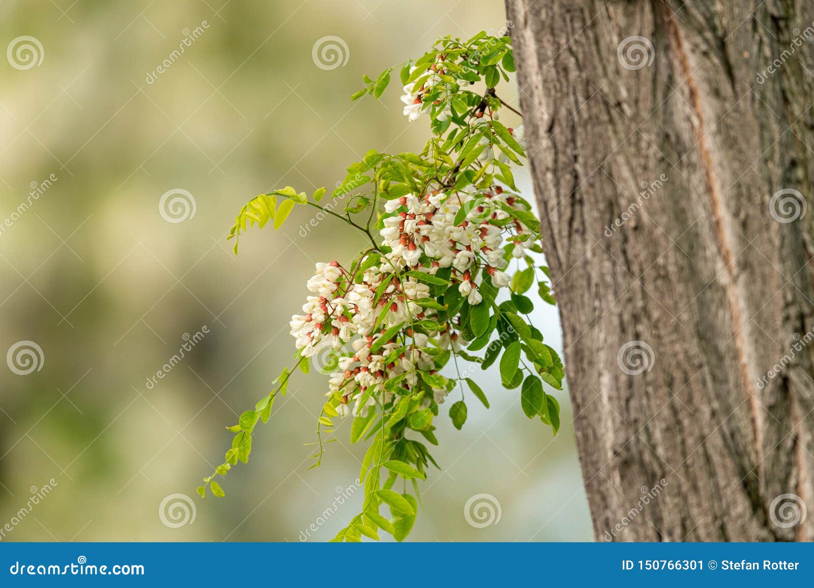 White Blossoms of a Black Locust in Spring Stock Image - Image of ...