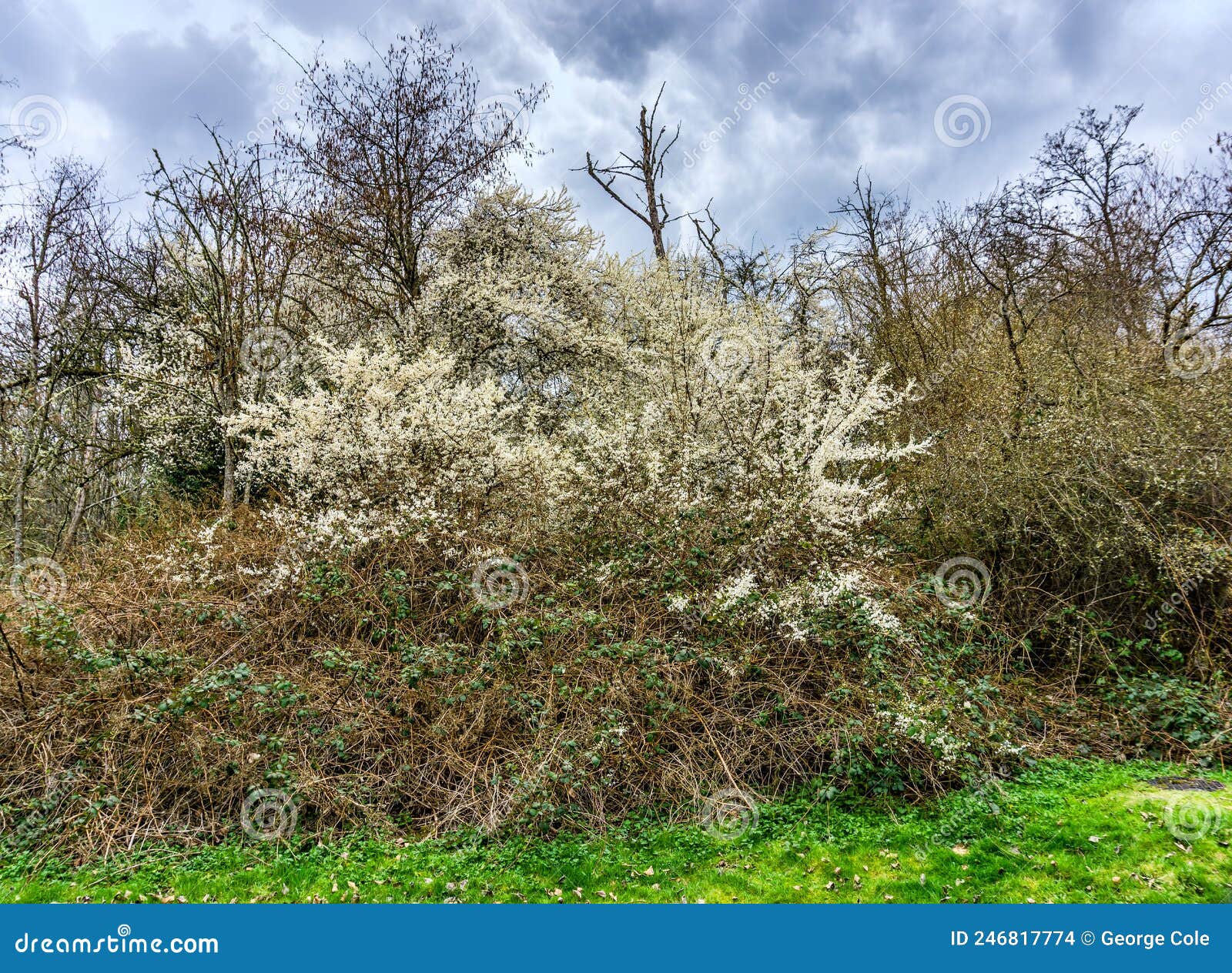 Early White Spring Blossoms Stock Photo - Image of seasons, washington ...