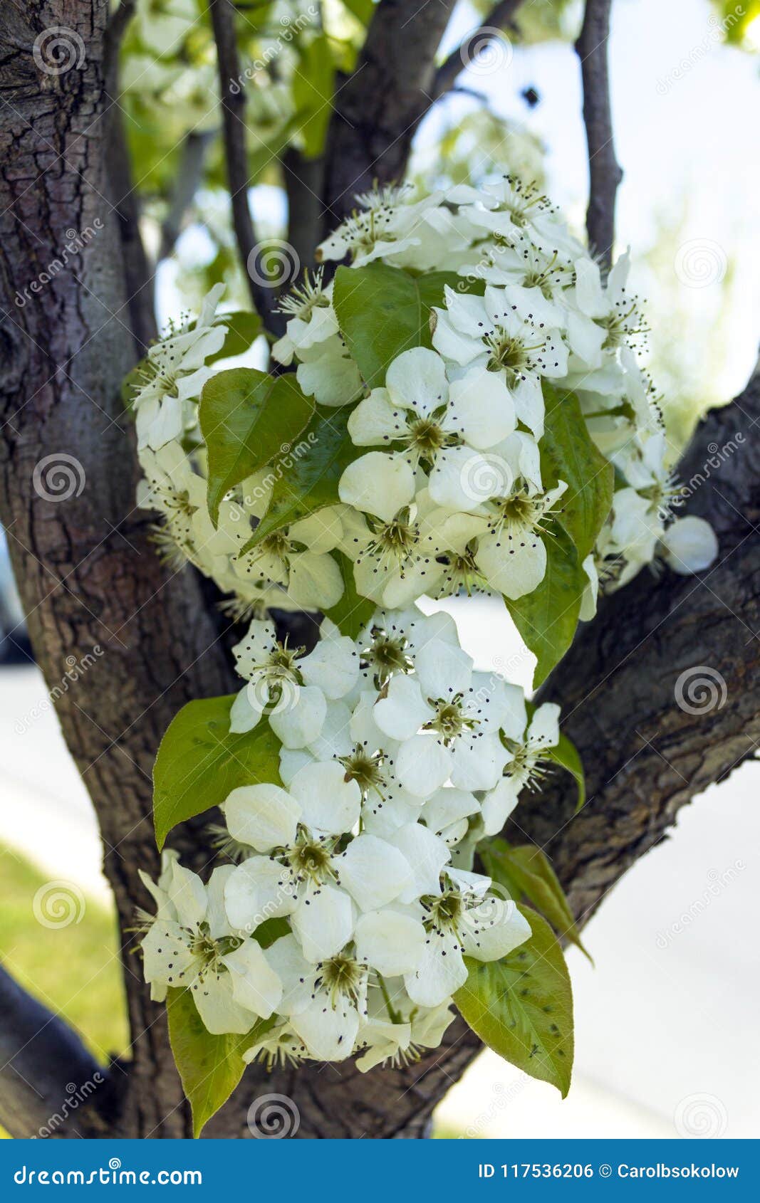 White Blossoms - Escallonia - between Two Boughs of a Tree Stock Photo ...