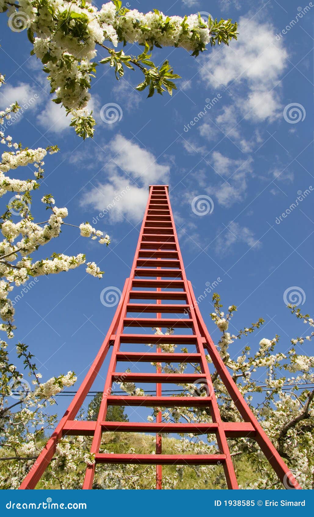 White blossoms red ladder stock image. Image of bloom - 1938585