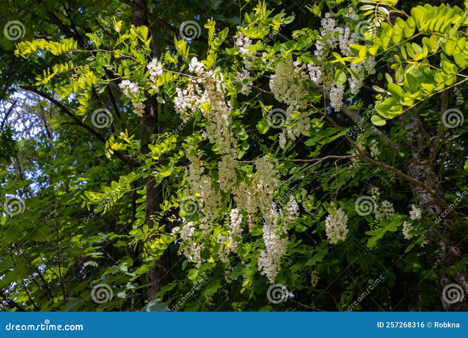 White Blossoms of a Robinia, Also Called Locust Tree or Robinia ...