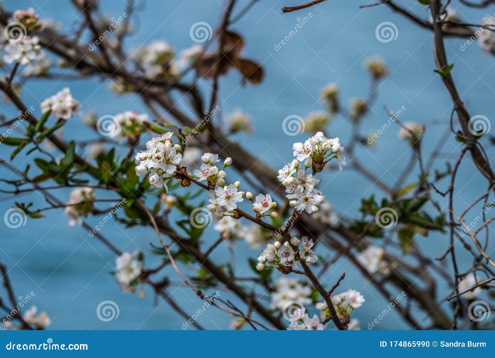 White Flowering Tree Branch Stock Photo - Image of limb, bunch: 174865990