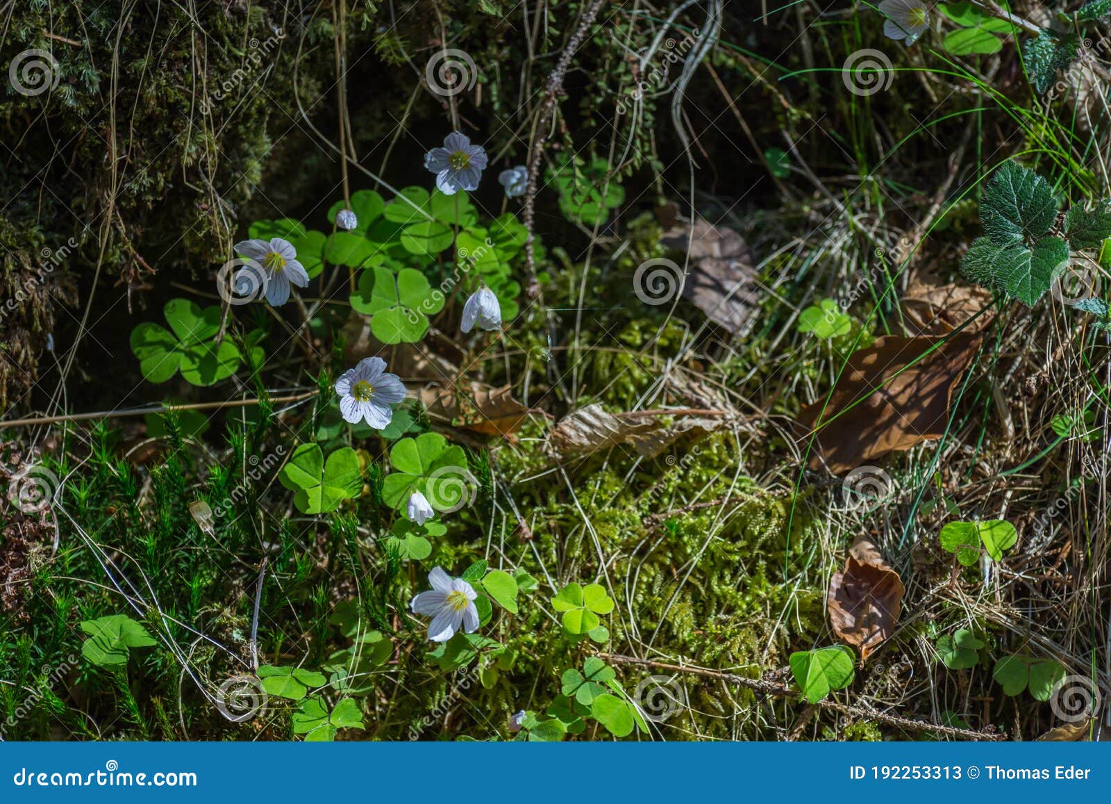 White Blossoms Sour Clover in Spring Stock Image - Image of nature ...