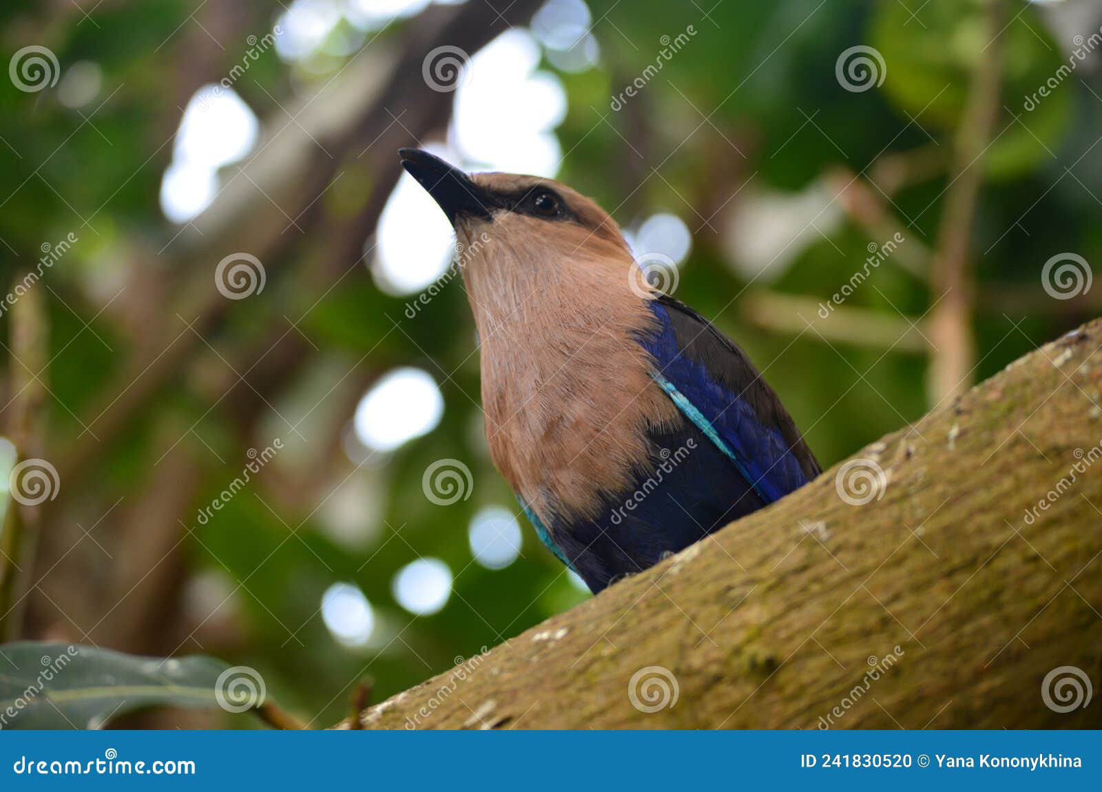 White Blue Bird on the Tree Stock Photo - Image of leaf, flower: 241830520