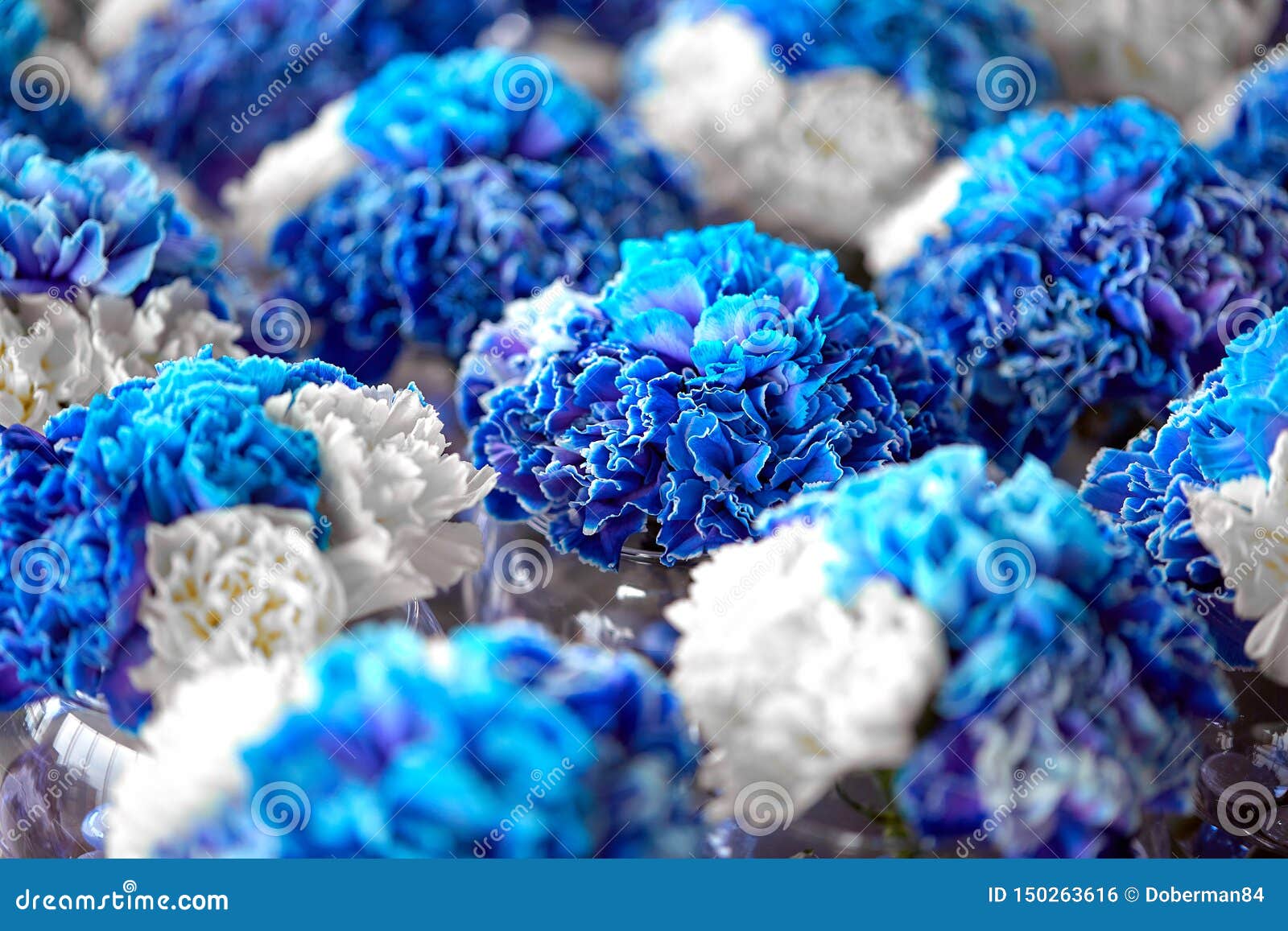 White and Blue Carnations. Background of Flowers. Flowers, Beauty ...